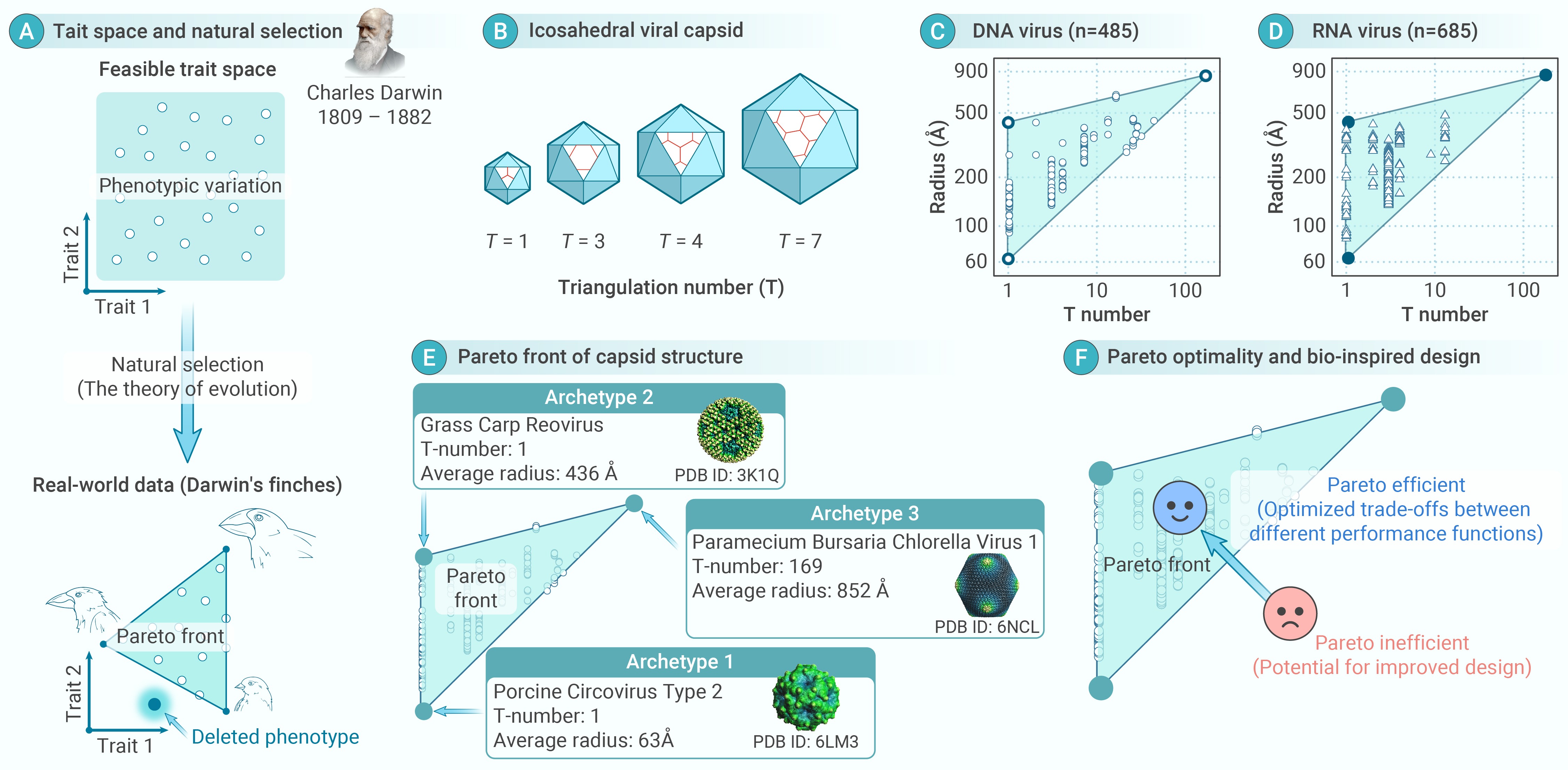 Homologous biological structures: Design by natural selection and principle of Pareto optimality
