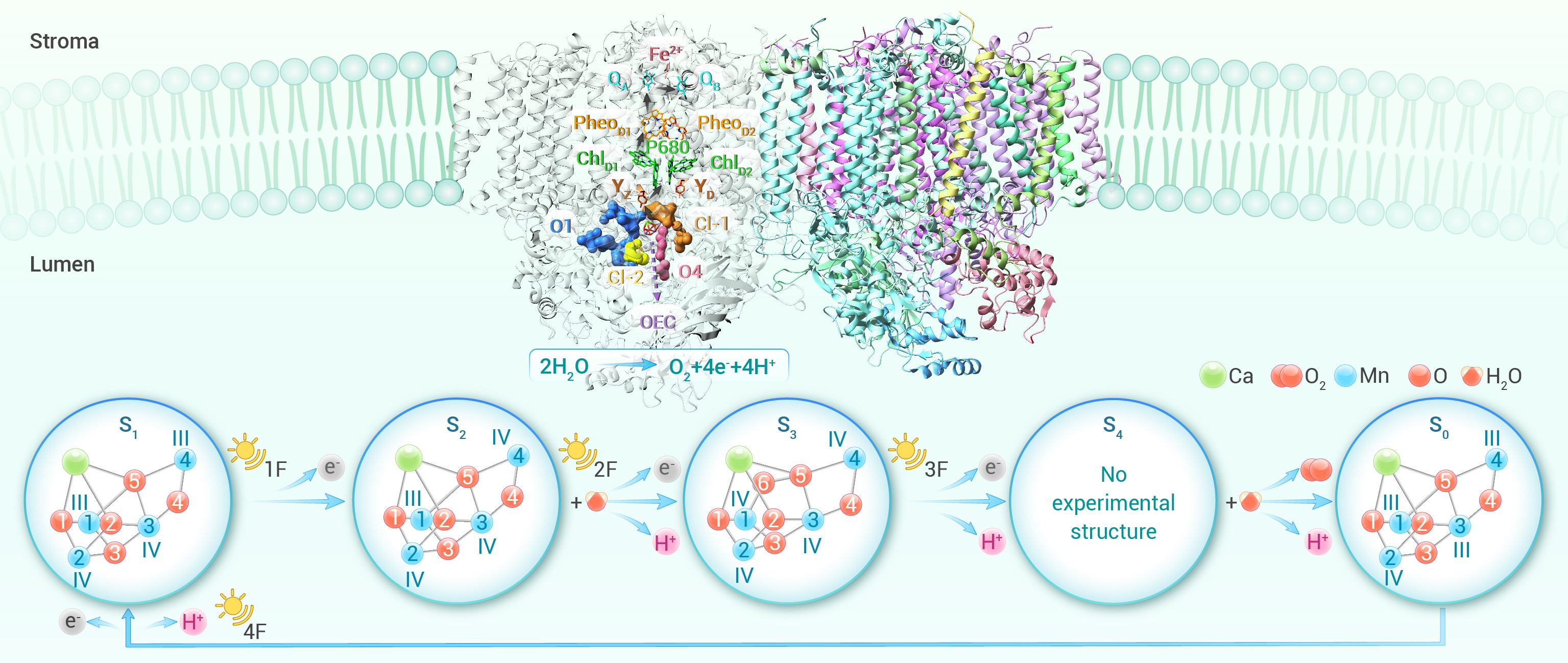 Advancements in understanding oxygen-evolving complex through ...