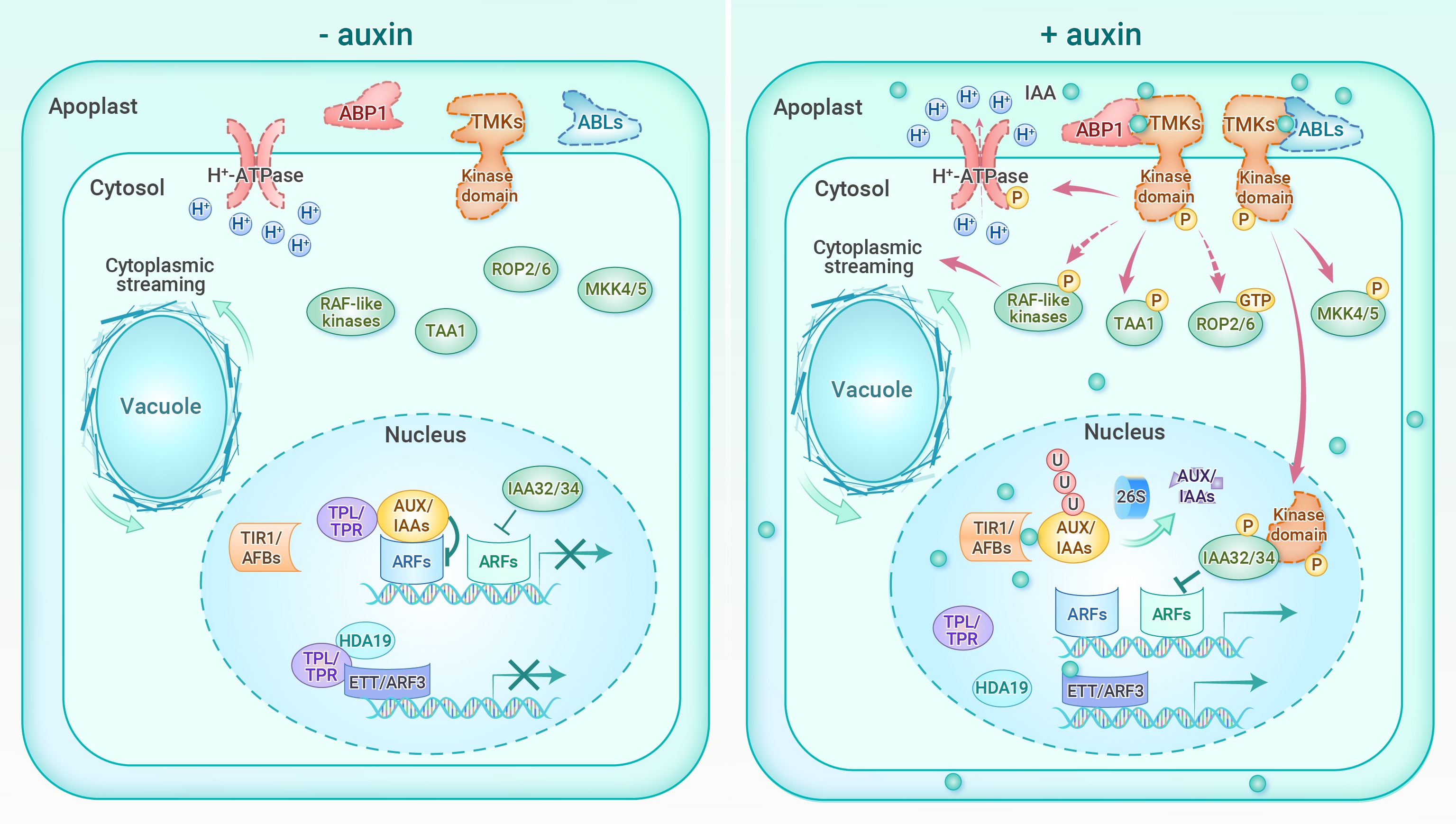 ABP1/ABLs and TMKs form receptor complexes to perceive extracellular ...
