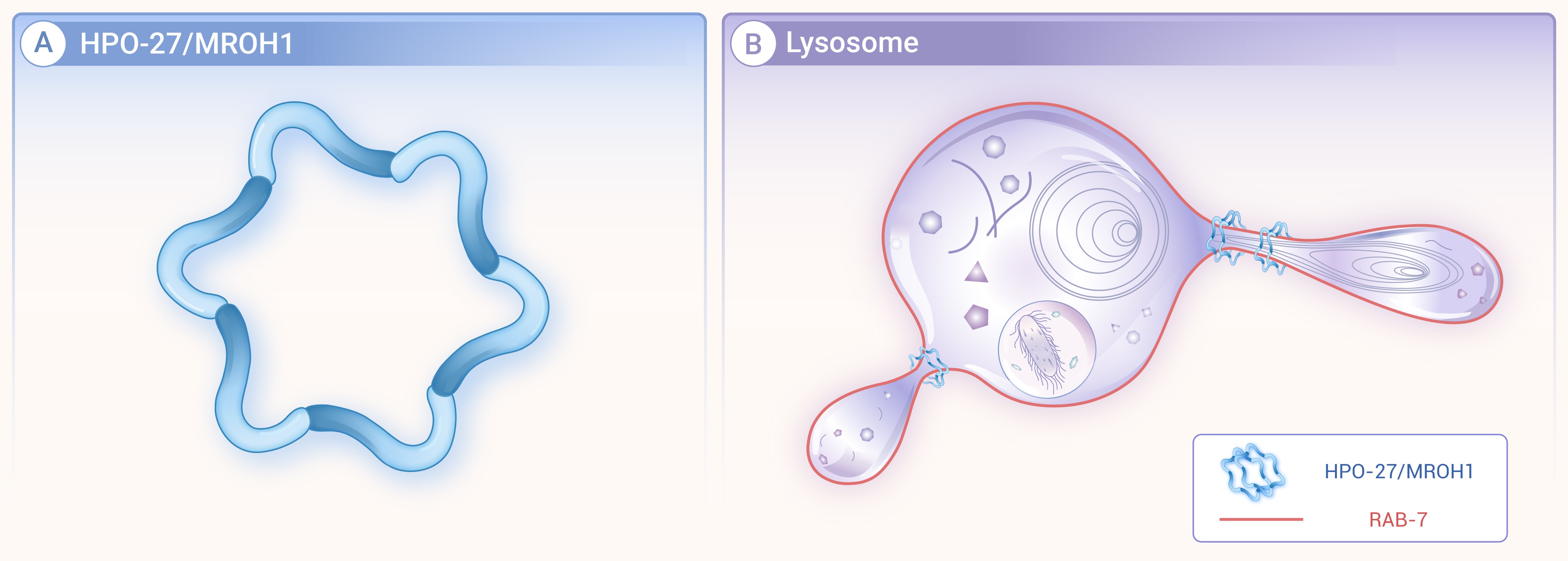 New scissor for lysosome