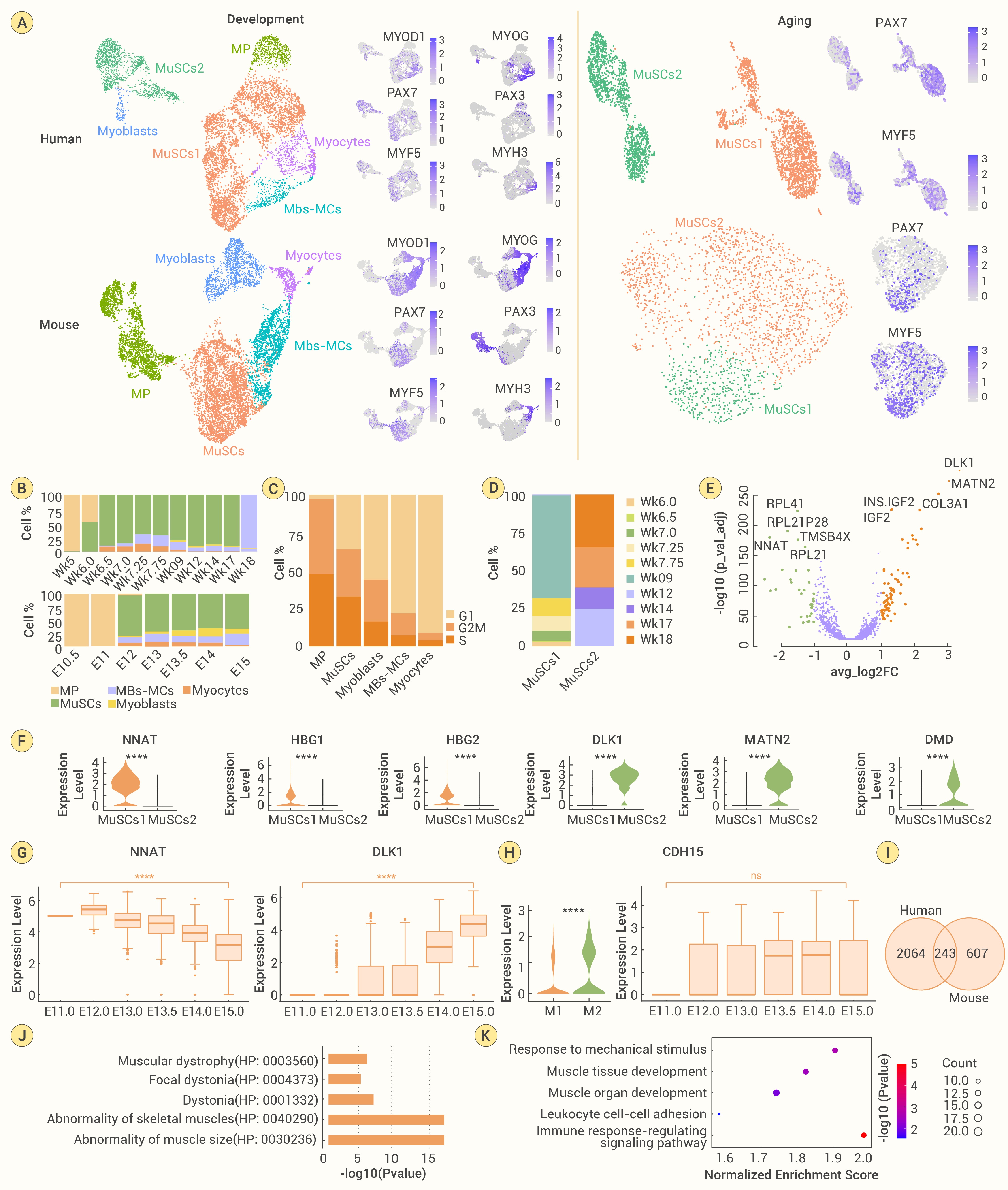 Single-cell analysis reveals conserved regulons shaping muscle stem ...
