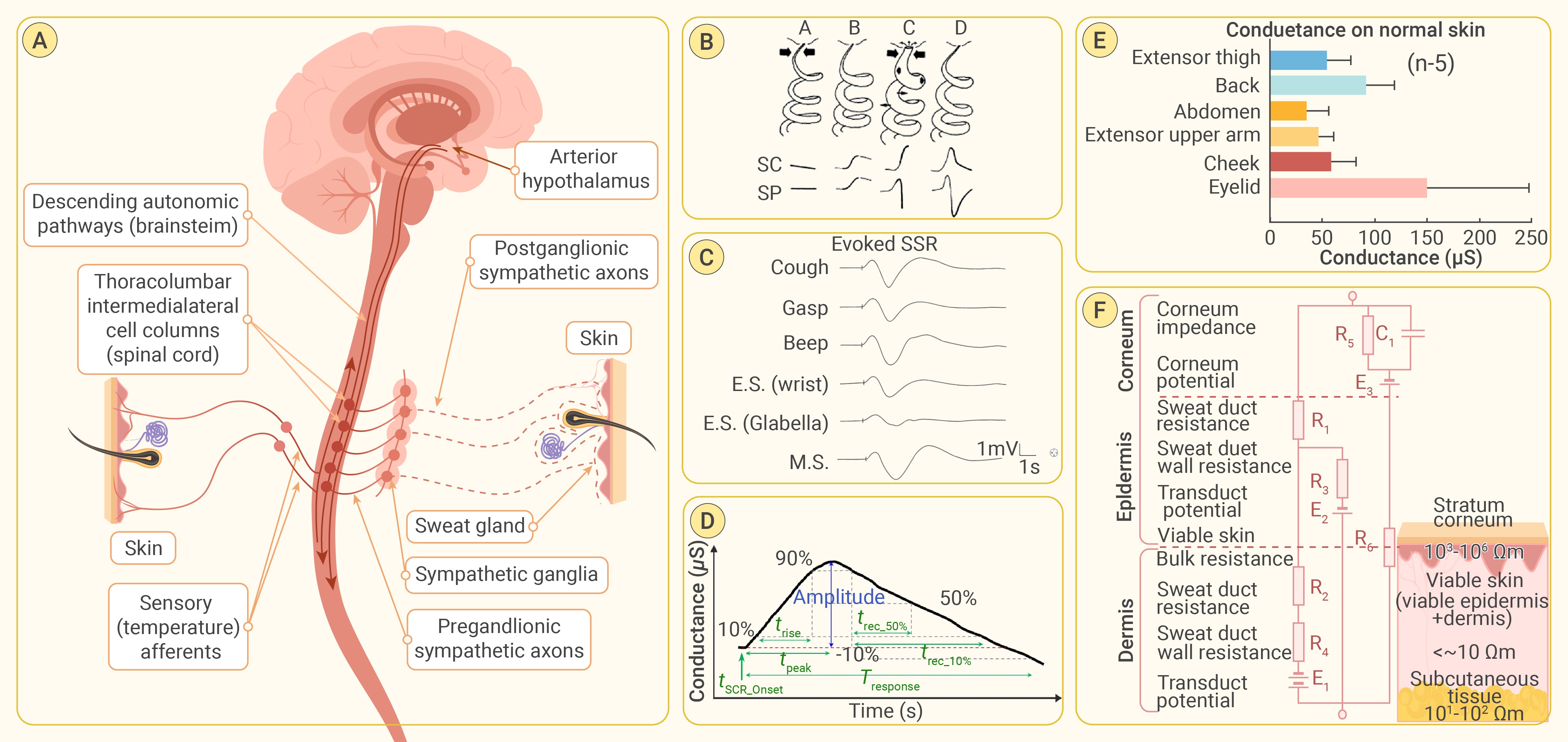 Electrodermal activity and its molecular mechanisms: Unraveling insights into skin diseases