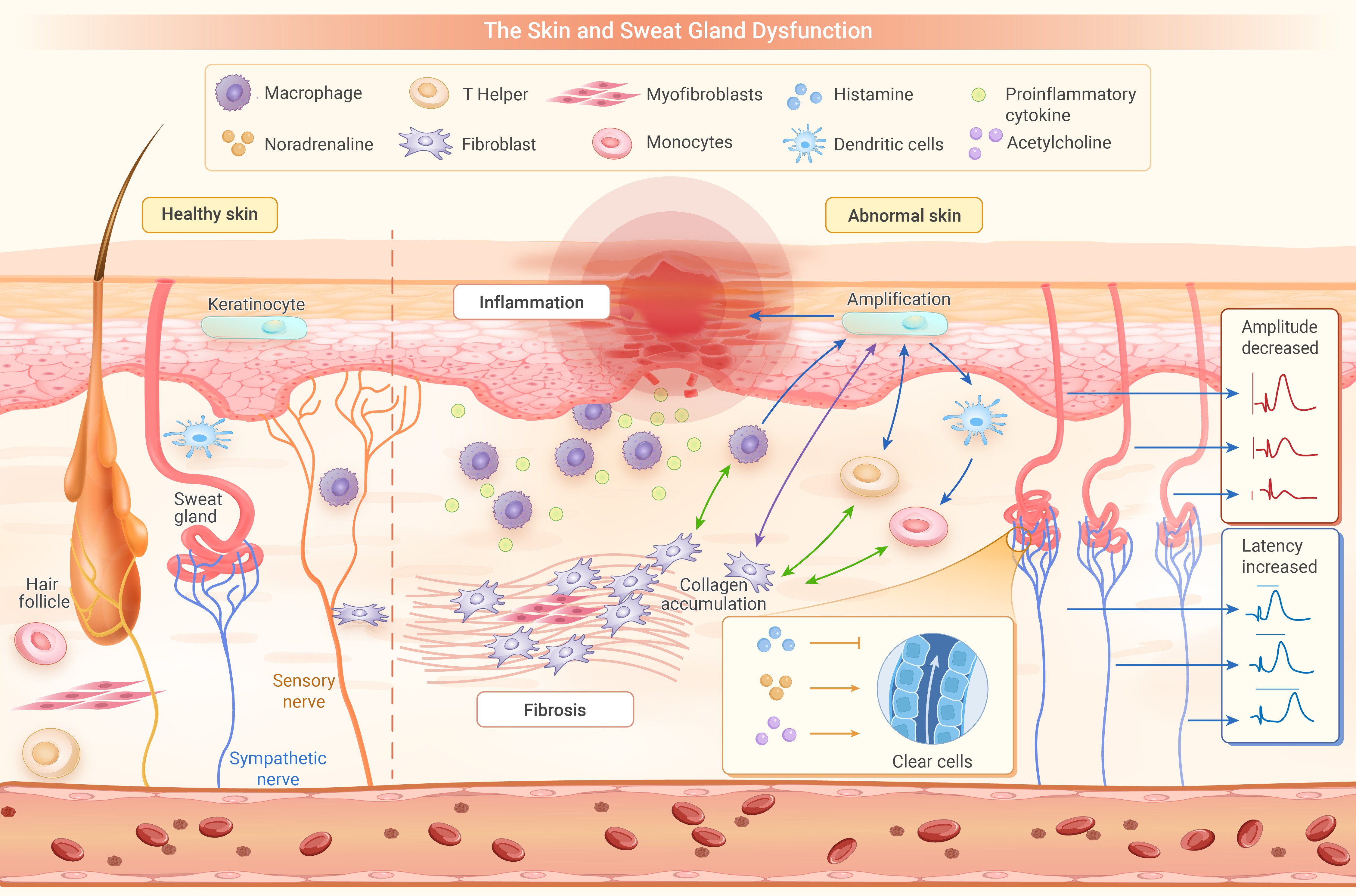 Electrodermal activity and its molecular mechanisms: Unraveling insights into skin diseases