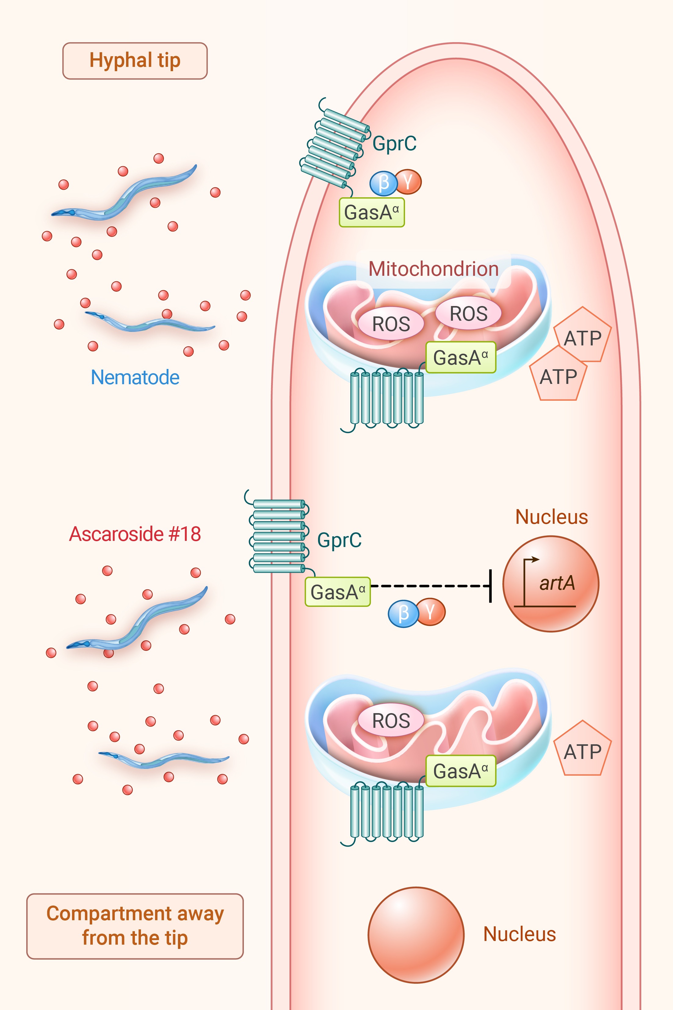 Dual function of a fungal GPCR in activating mitochondrial respiration ...