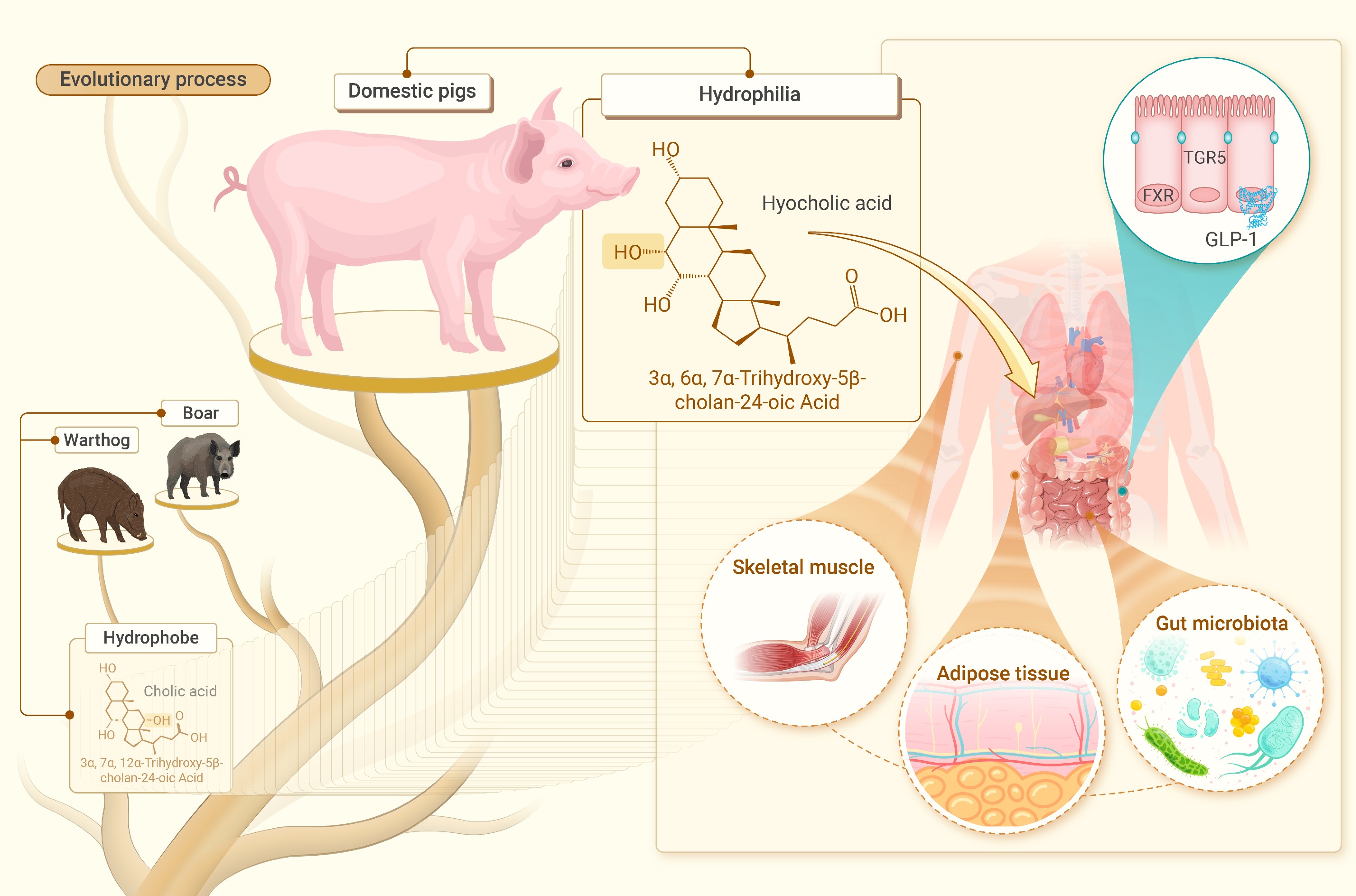 Hyocholic acid: A novel therapeutic strategy for metabolic syndrome