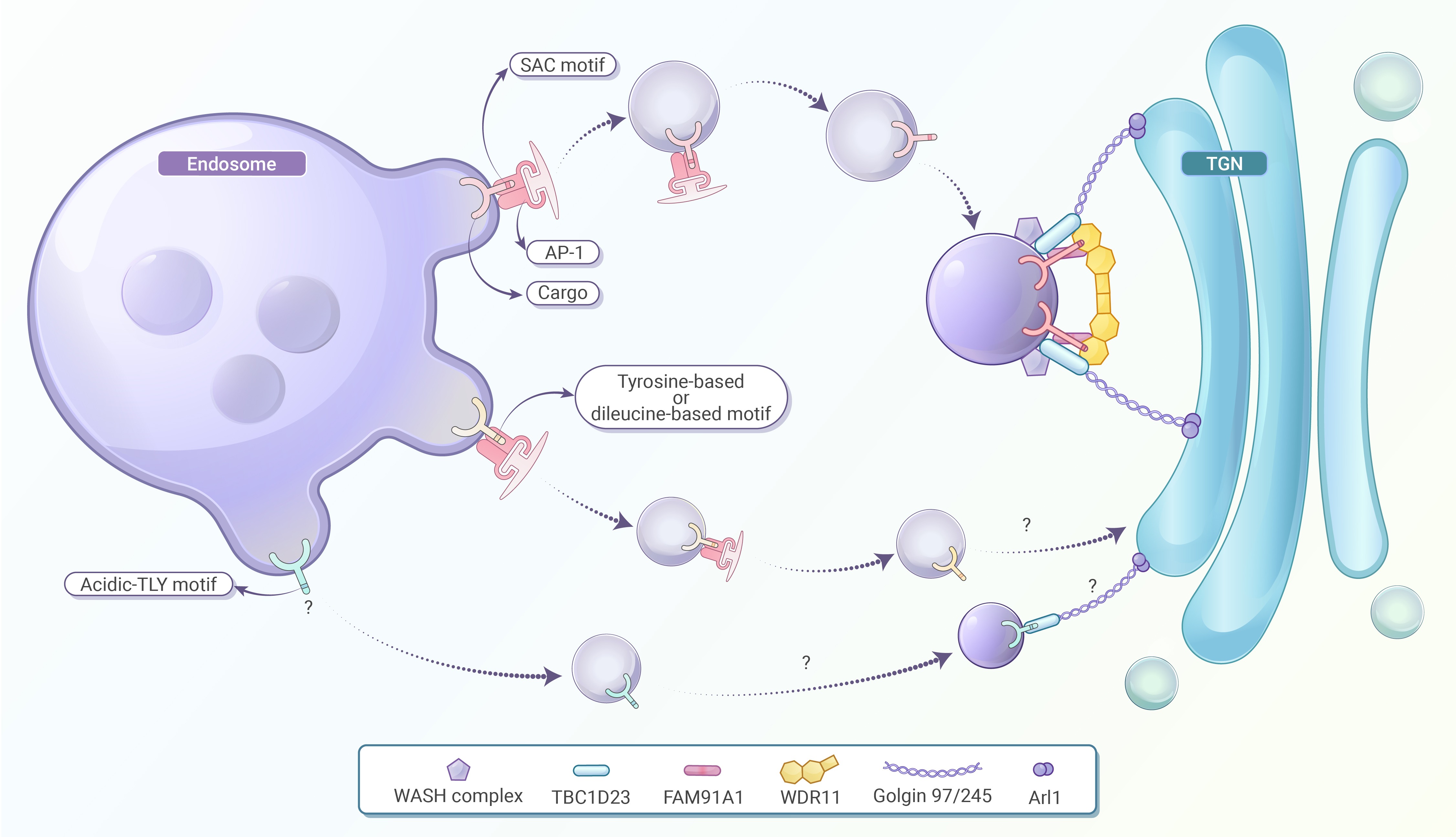 Selective cargo recognition by vesicle tethering factors