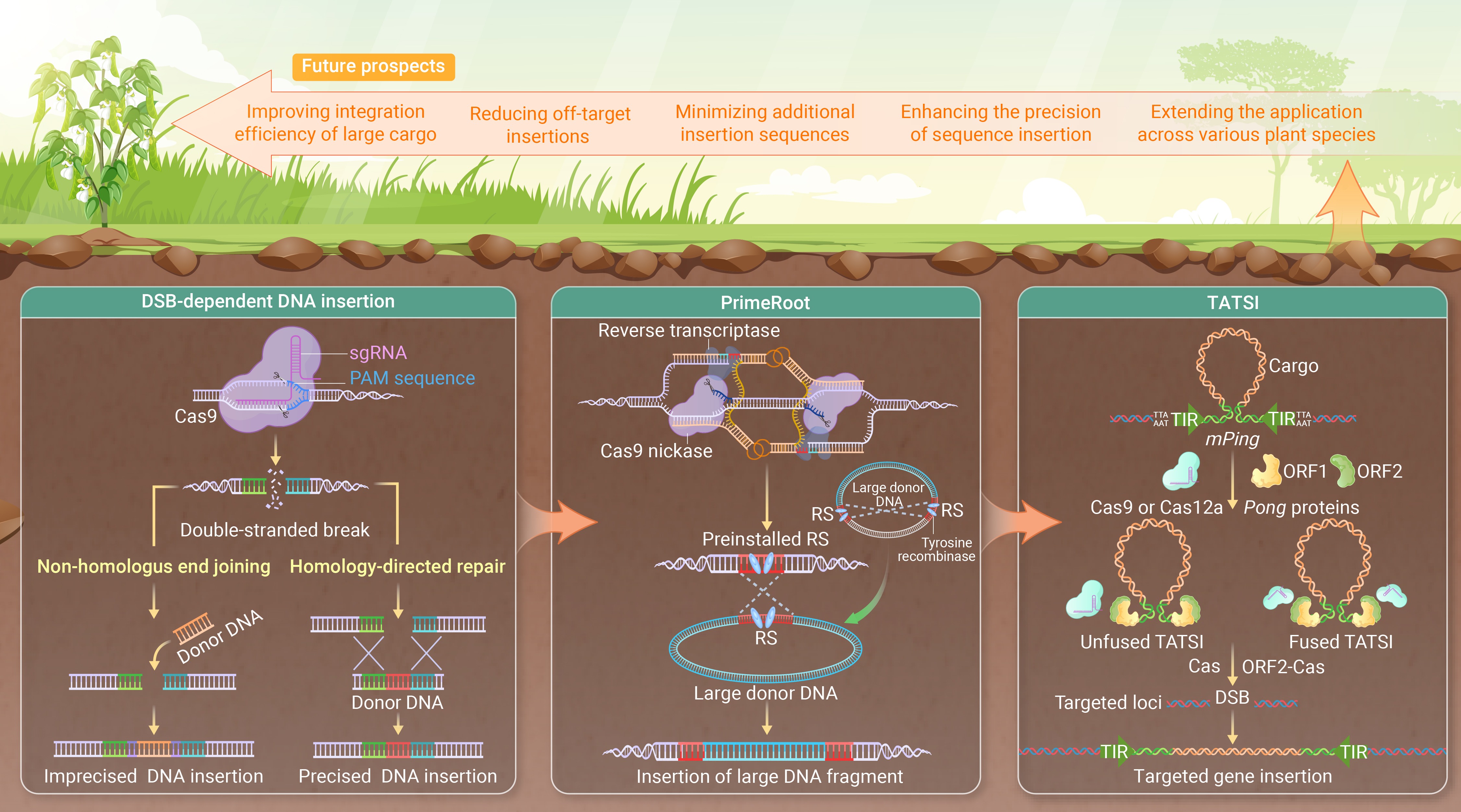 Programmable DNA transposon-mediated targeted gene insertion in plants