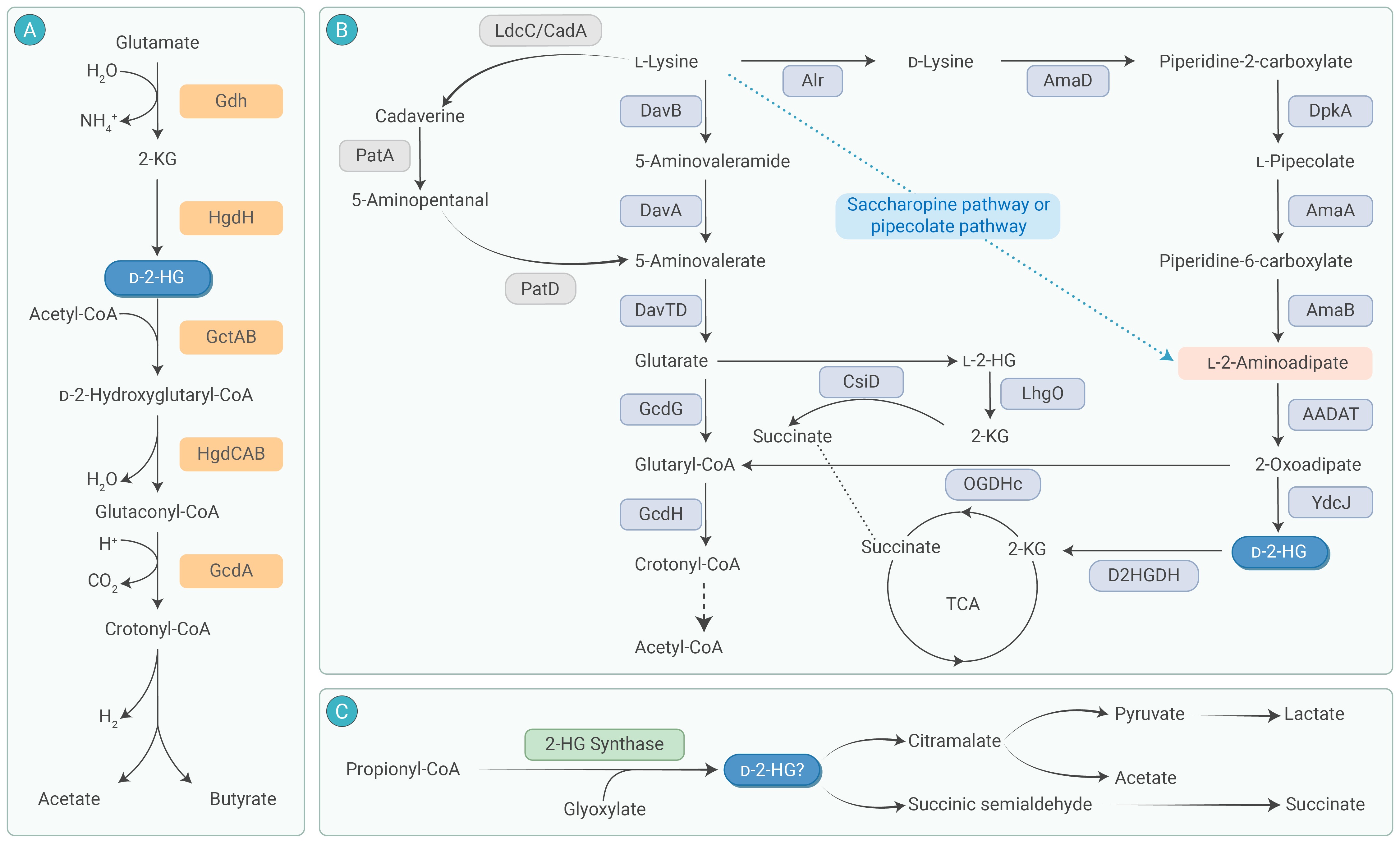 Metabolic functions of misunderstood D-2-hydroxyglutarate