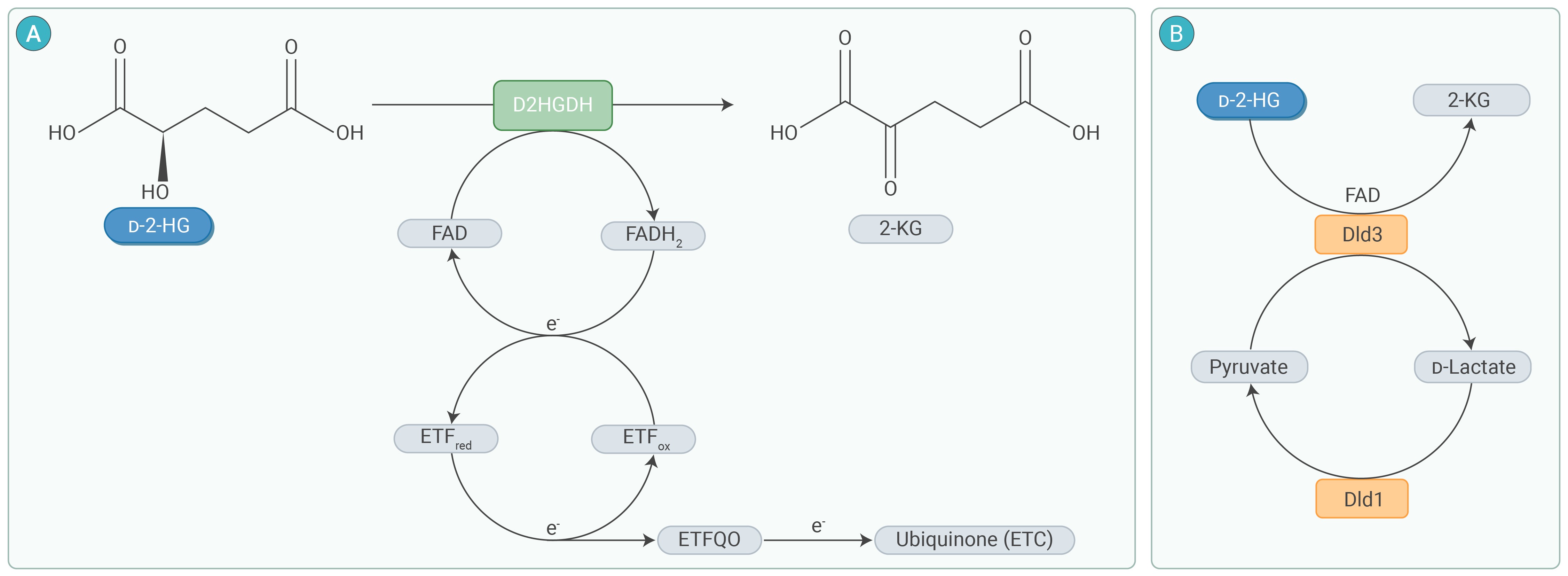 Metabolic functions of misunderstood D-2-hydroxyglutarate