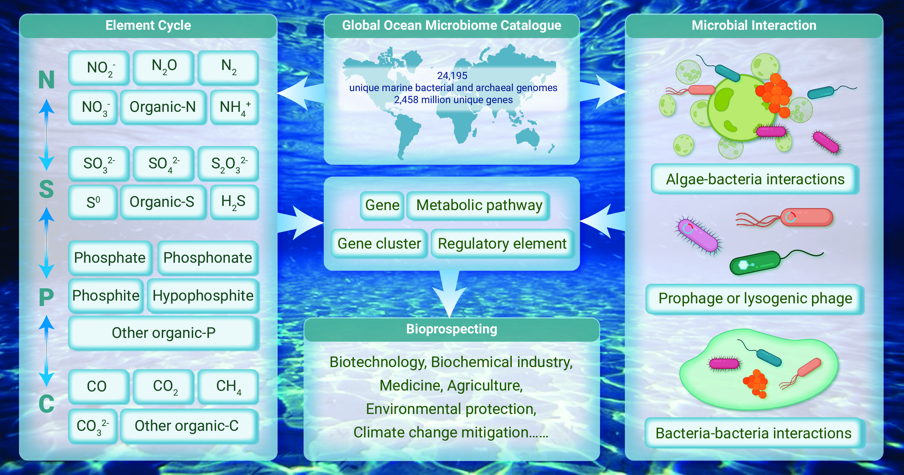 Global ocean microbiome catalogue: A gateway to unlock marine microbial ...