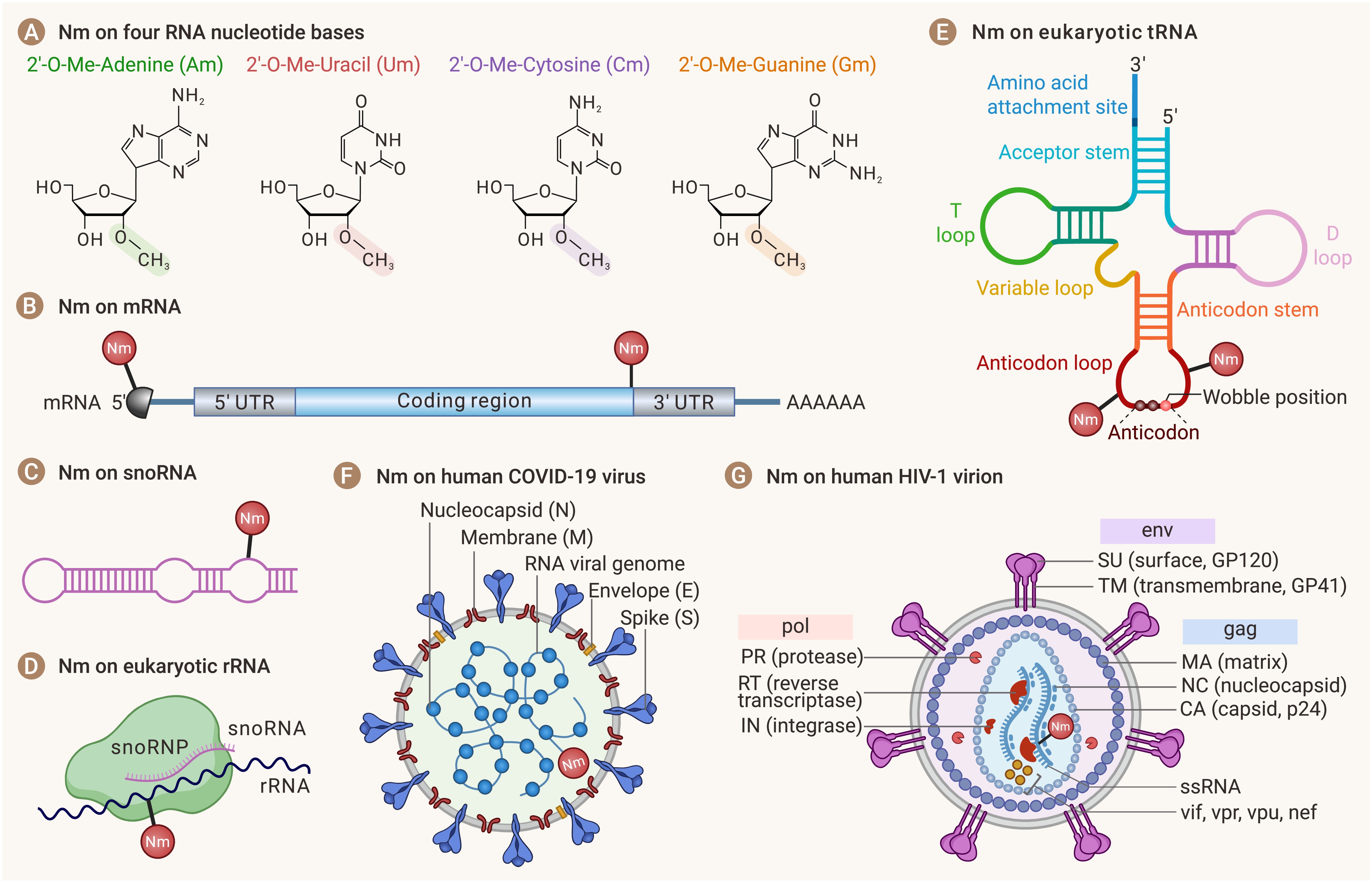 The detection, function, and therapeutic potential of RNA 2'-O-methylation