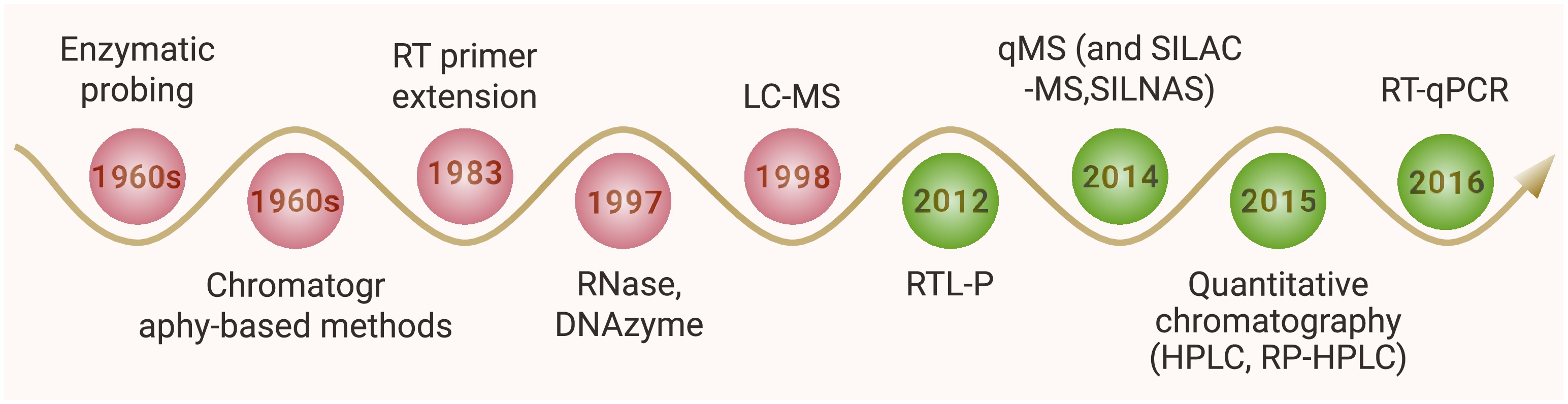 The detection, function, and therapeutic potential of RNA 2'-O-methylation