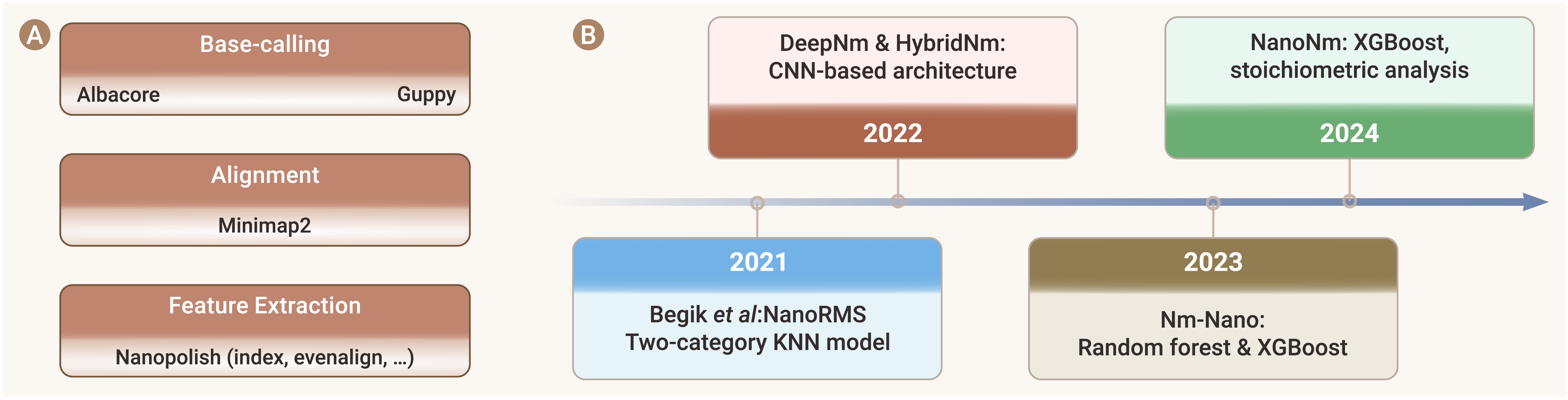 The detection, function, and therapeutic potential of RNA 2'-O-methylation