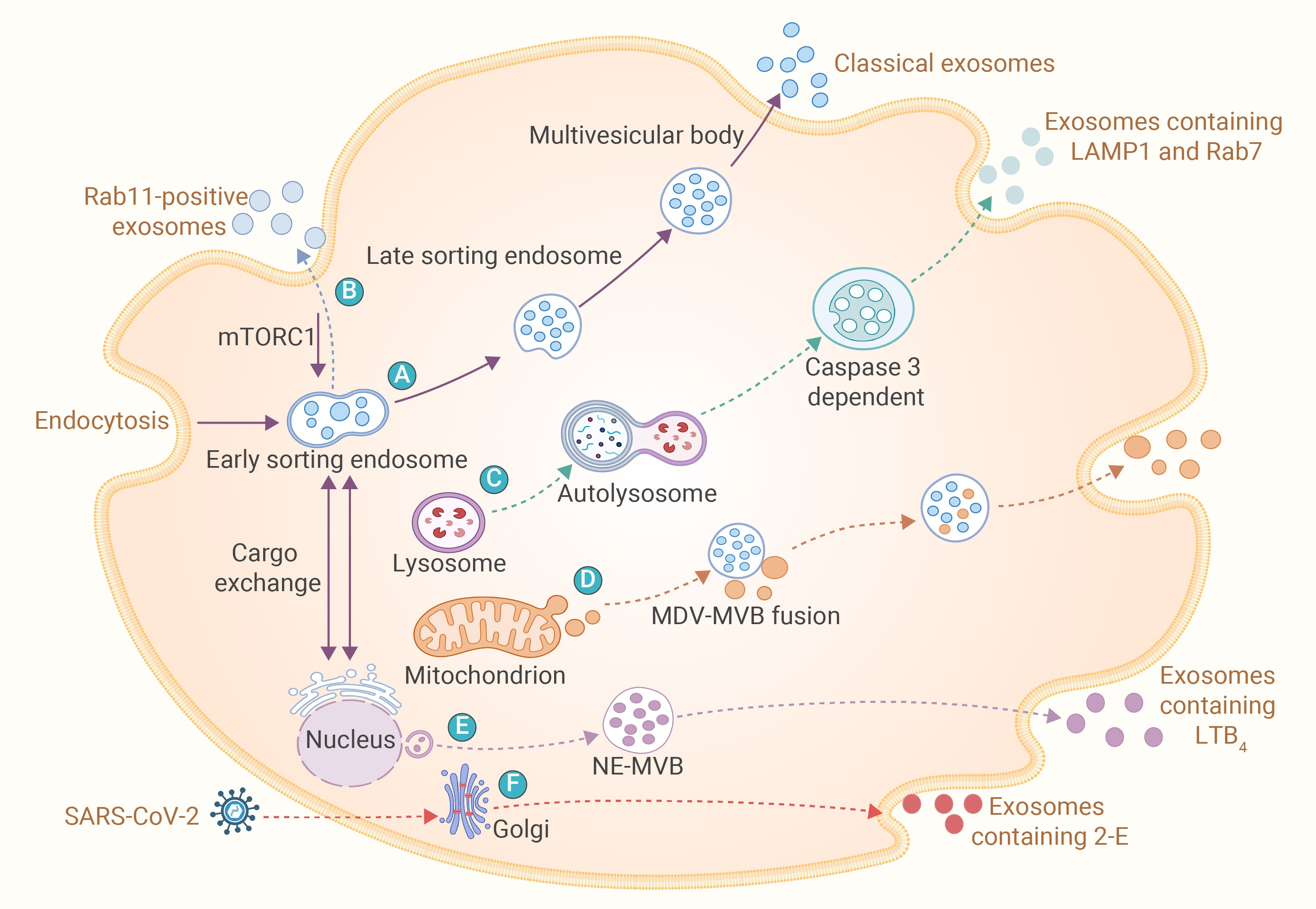 Intracellular and intercellular crosstalk between exosomes and autophagy