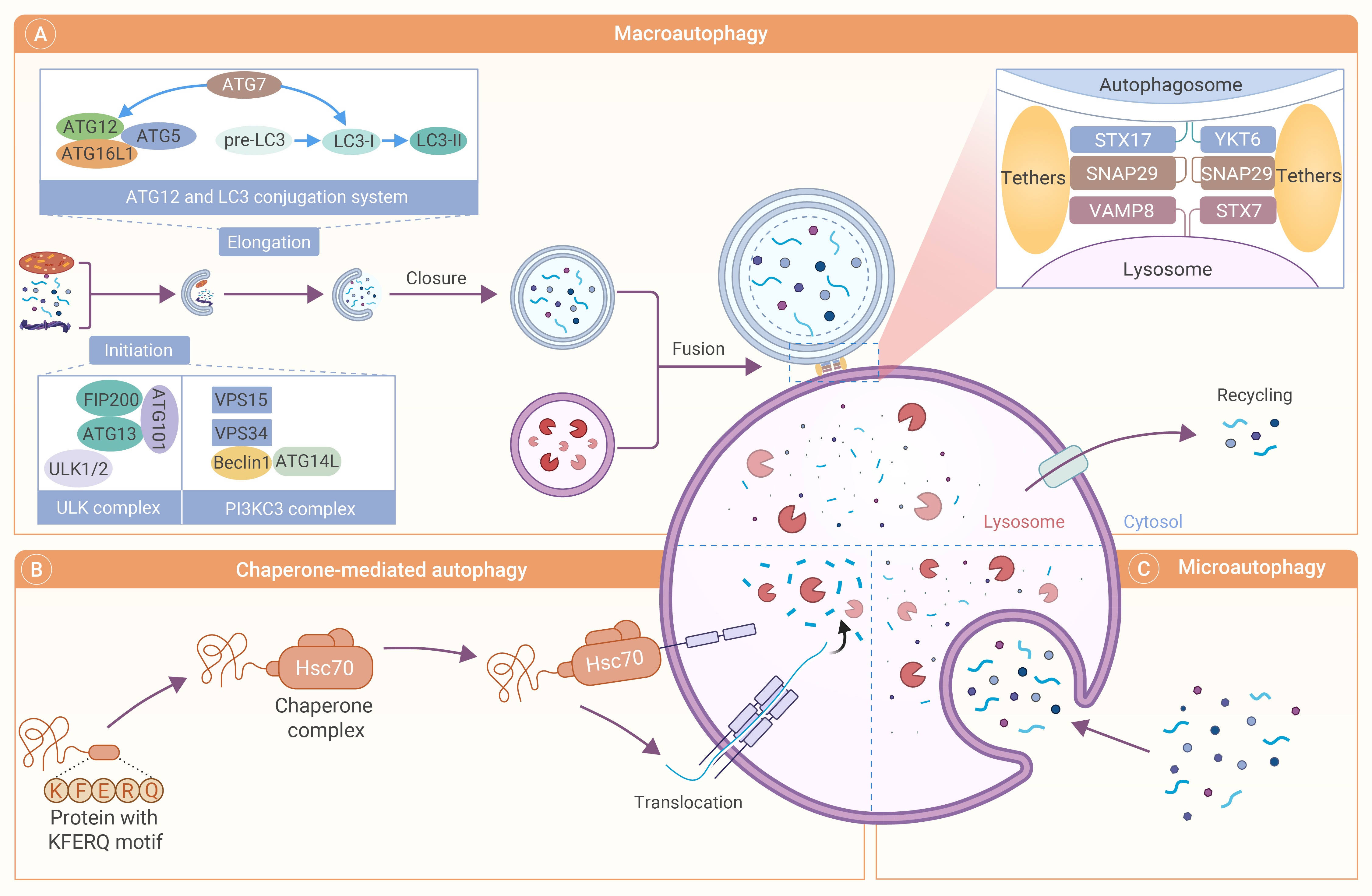 Intracellular and intercellular crosstalk between exosomes and autophagy