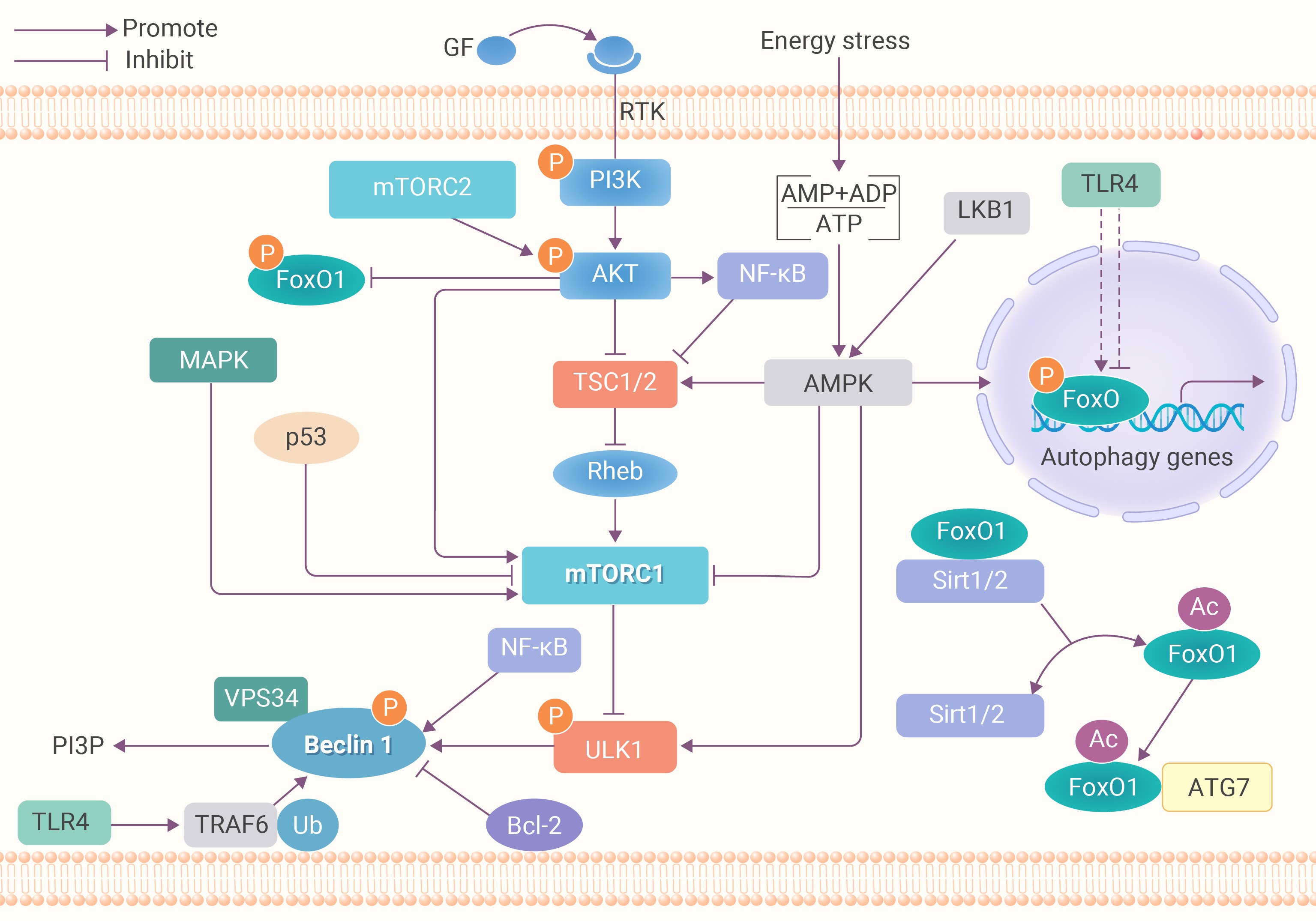 Intracellular and intercellular crosstalk between exosomes and autophagy