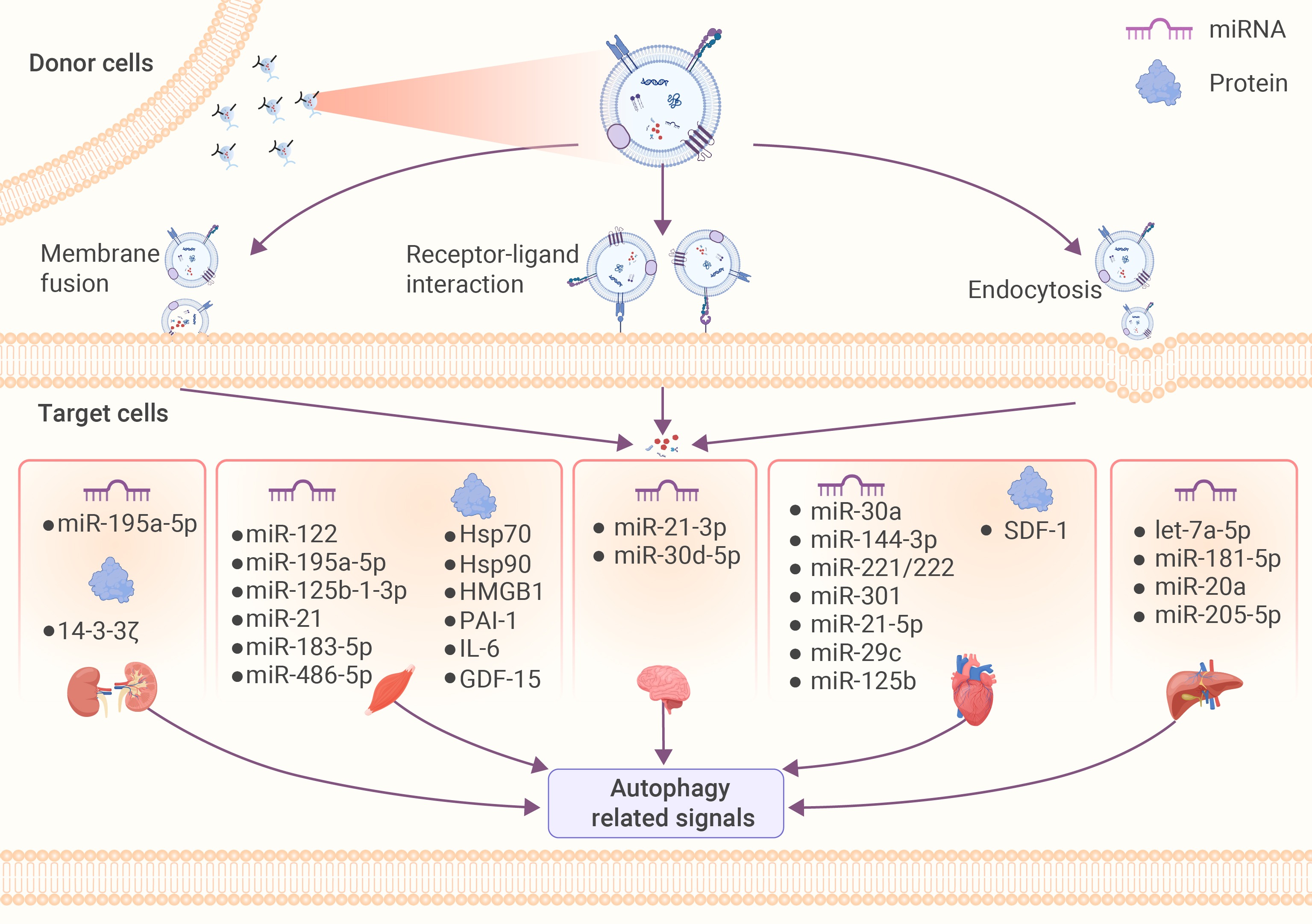 Intracellular and intercellular crosstalk between exosomes and autophagy
