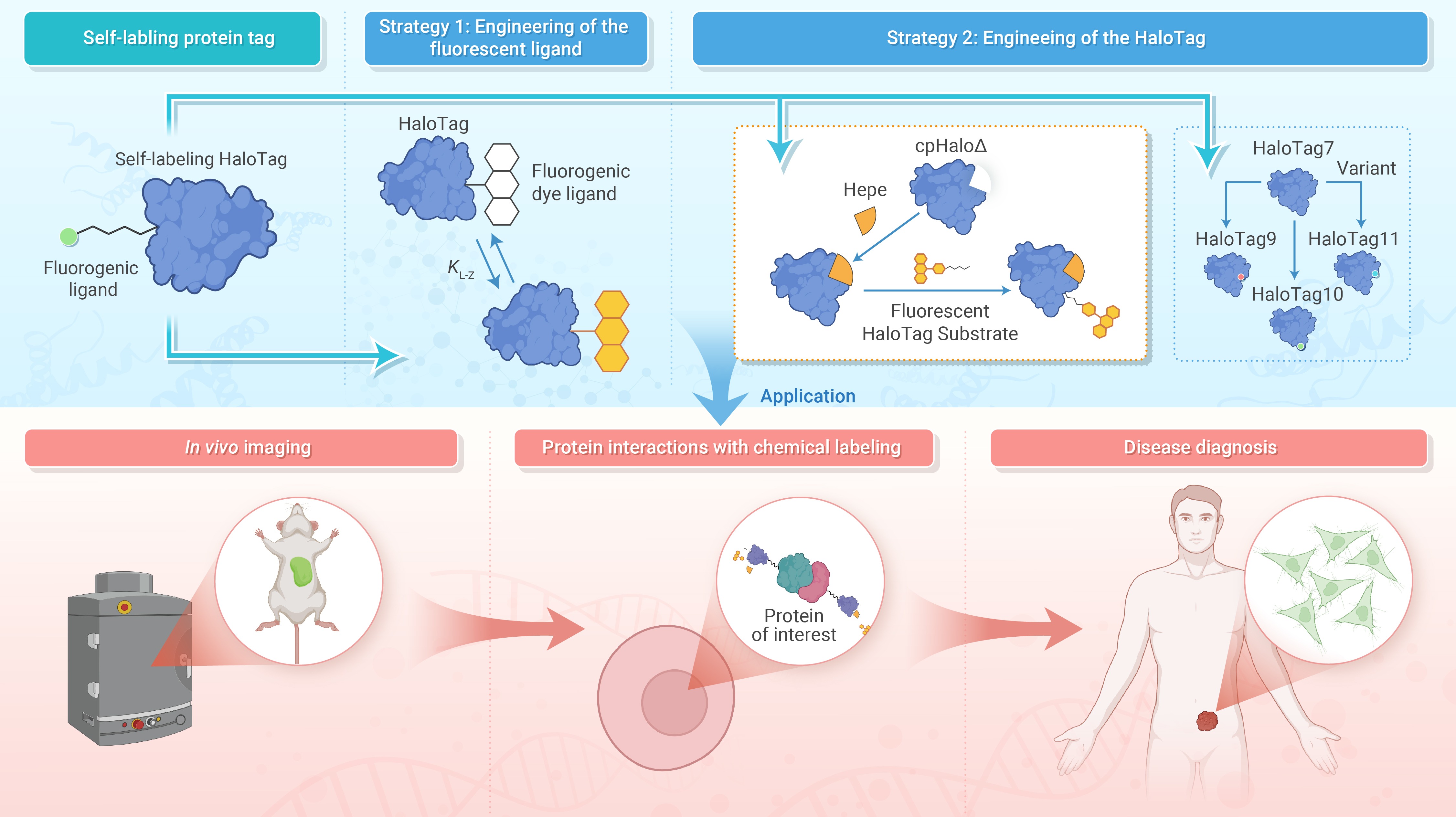 Innovation of self-labeling protein tags: Engineering HaloTag for ...