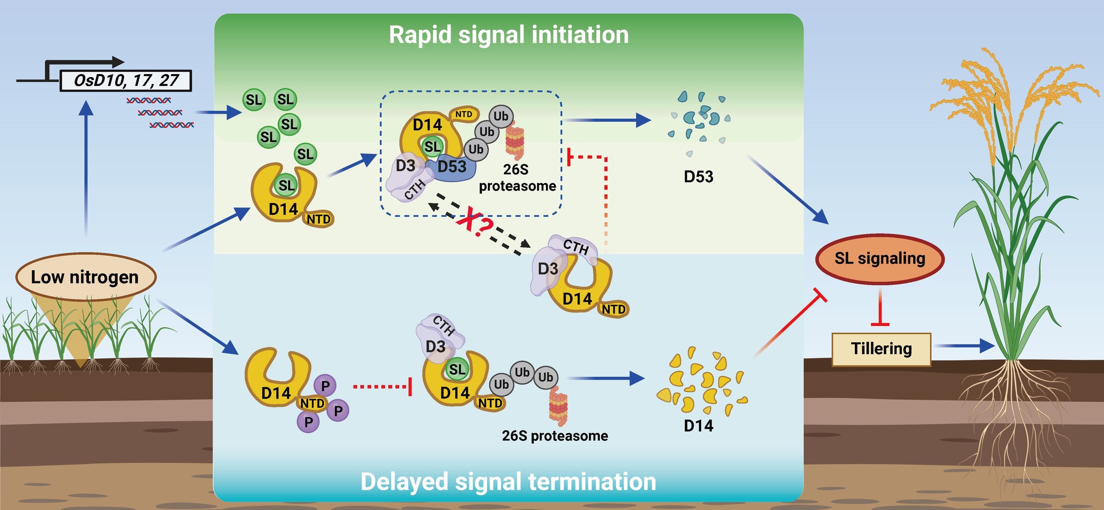 Strigolactone signaling: Insights into rice tillering and nitrogen ...
