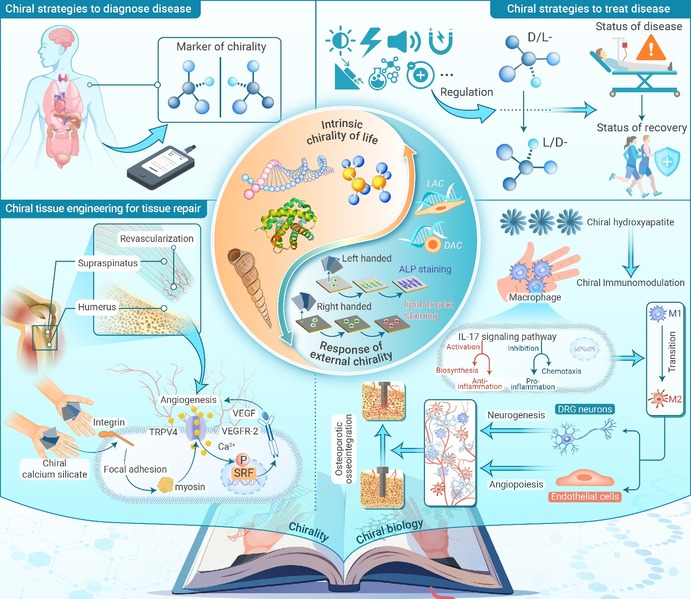 Chiral biology: An unusual perspective on chirality-induced cell ...