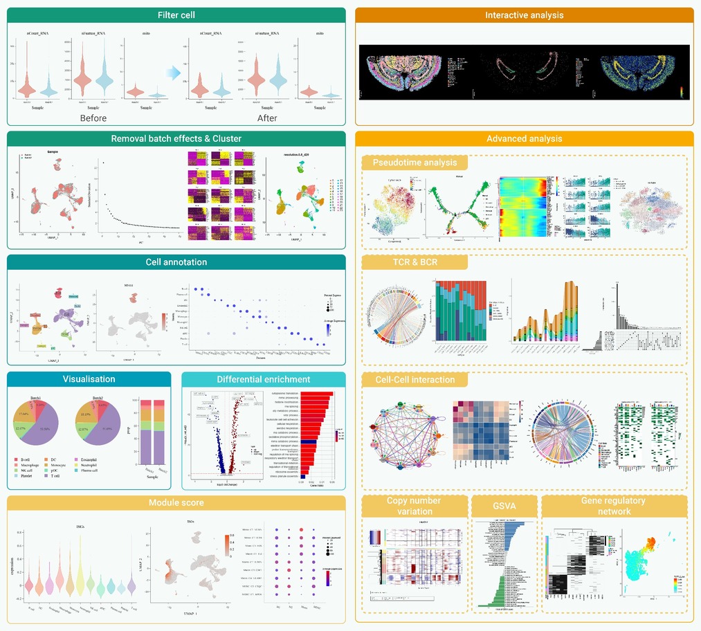 SeekSoul Online: A user-friendly bioinformatics platform focused on single-cell multi-omics analysis