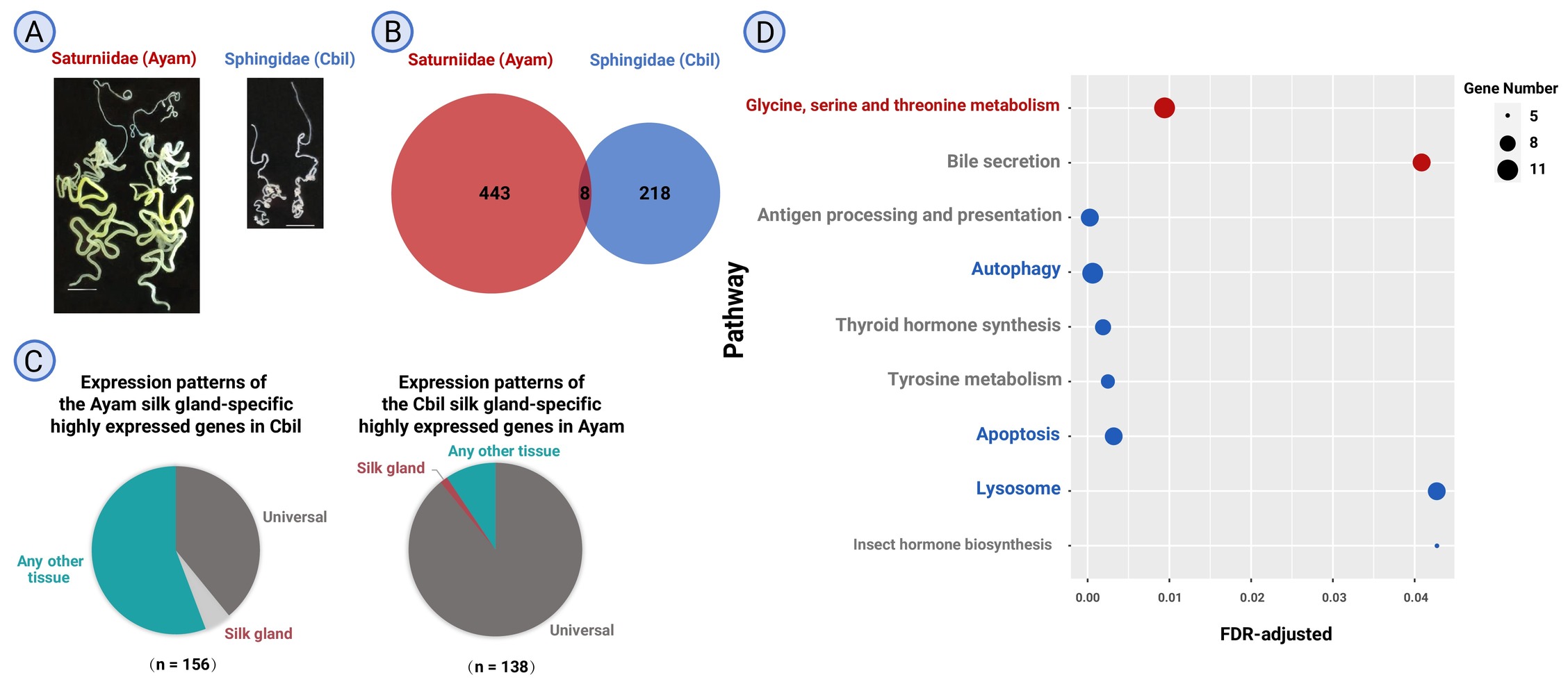 Divergent and convergent evolution underlie the cocoon-spinning diversity