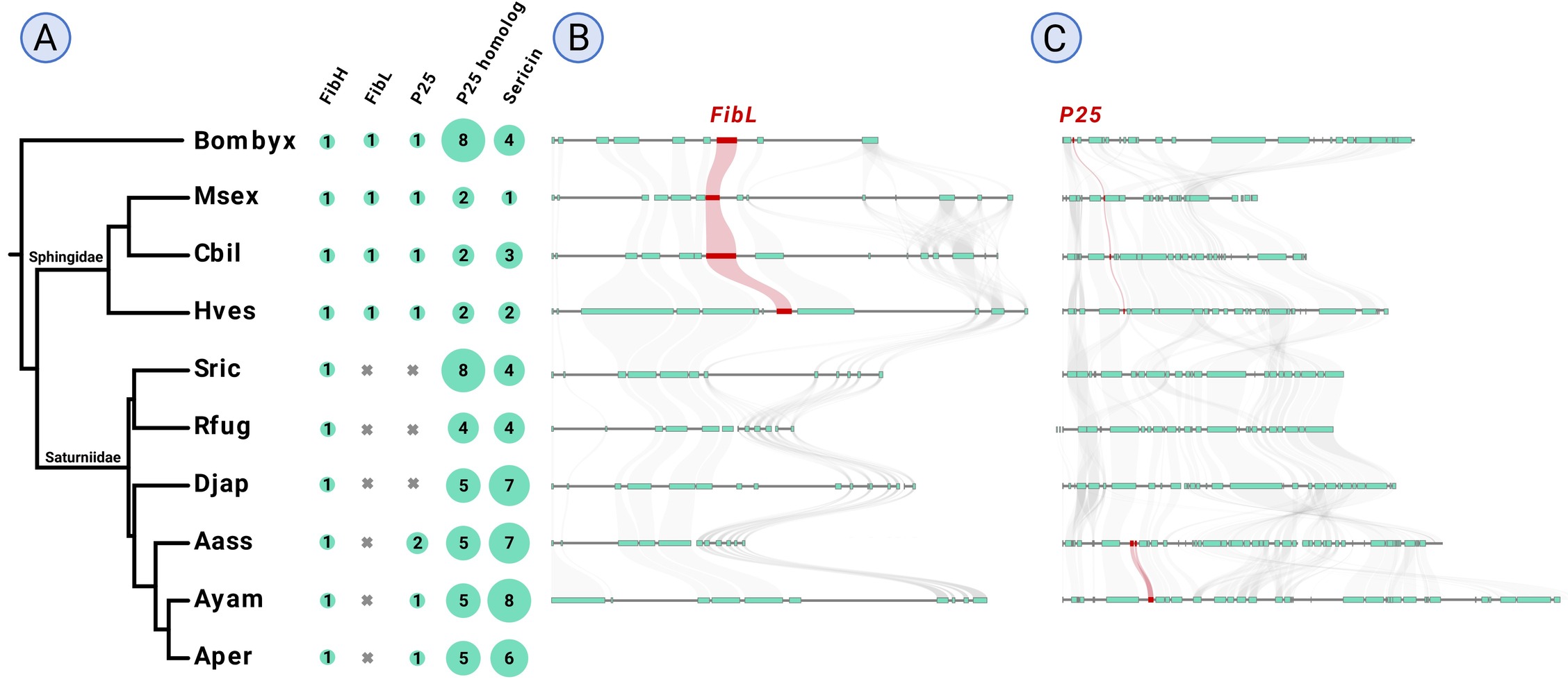 Divergent and convergent evolution underlie the cocoon-spinning diversity
