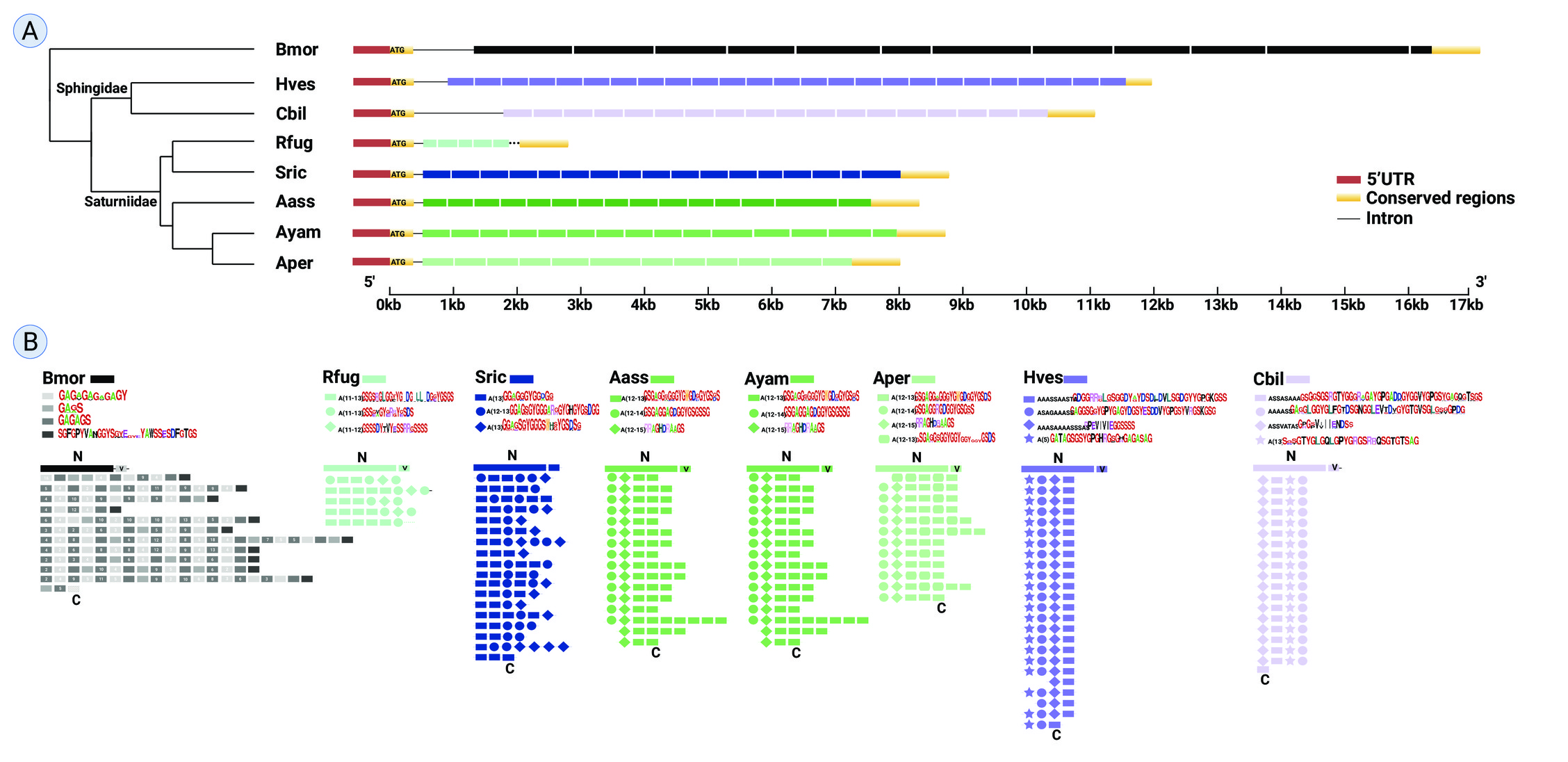 Divergent and convergent evolution underlie the cocoon-spinning diversity