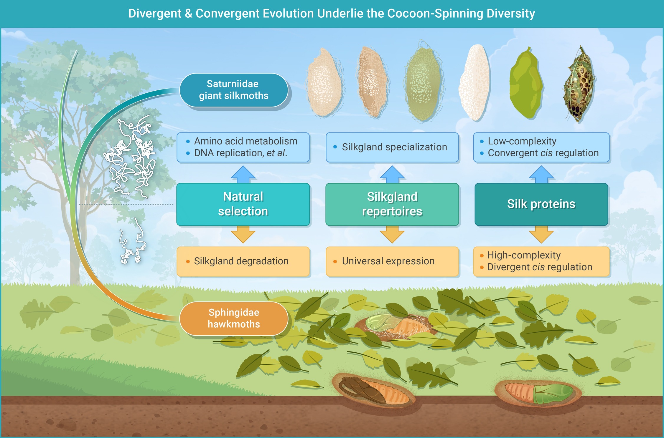 Divergent and convergent evolution underlie the cocoon-spinning diversity