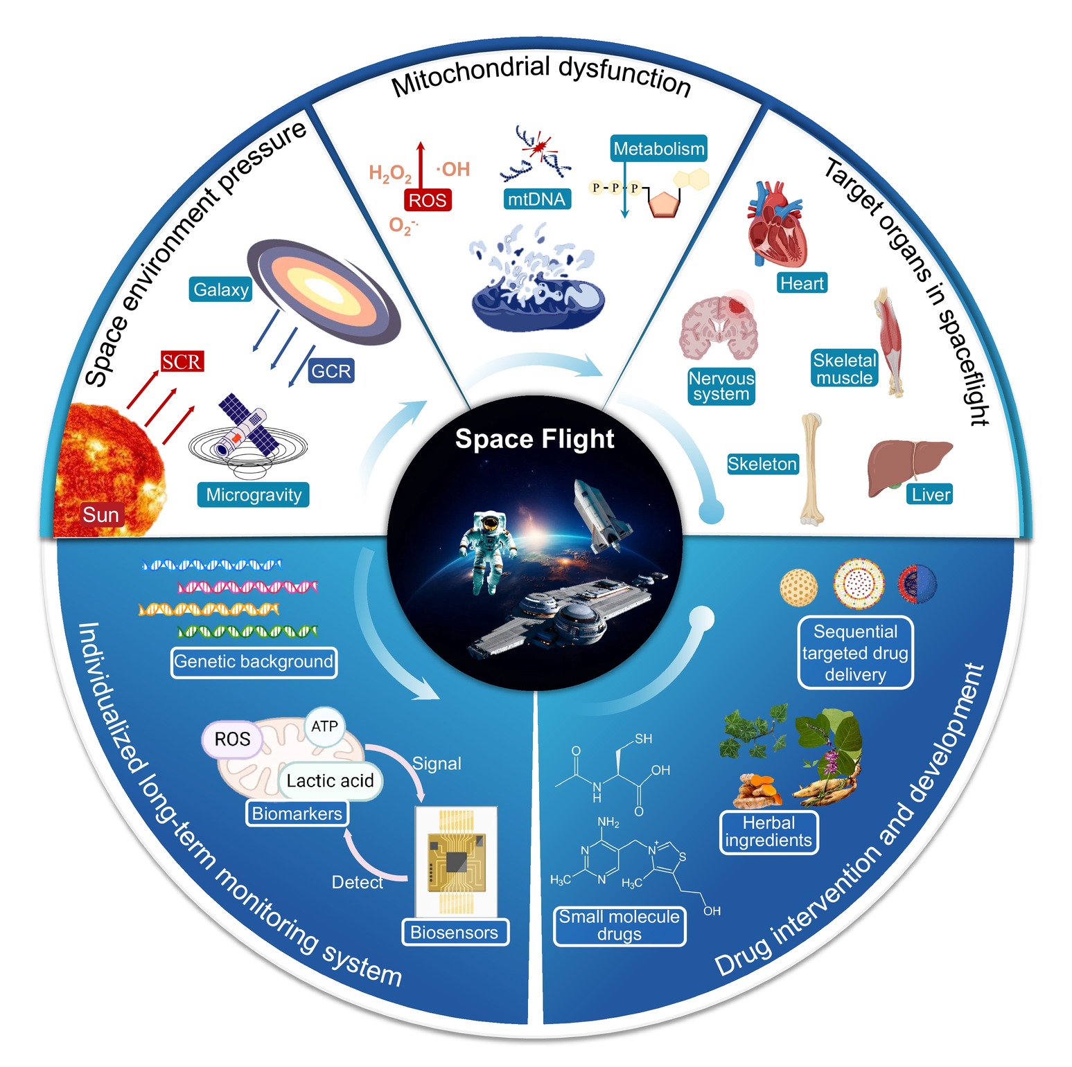 Space health hub: Mitochondrial protection and therapeutic strategies ...