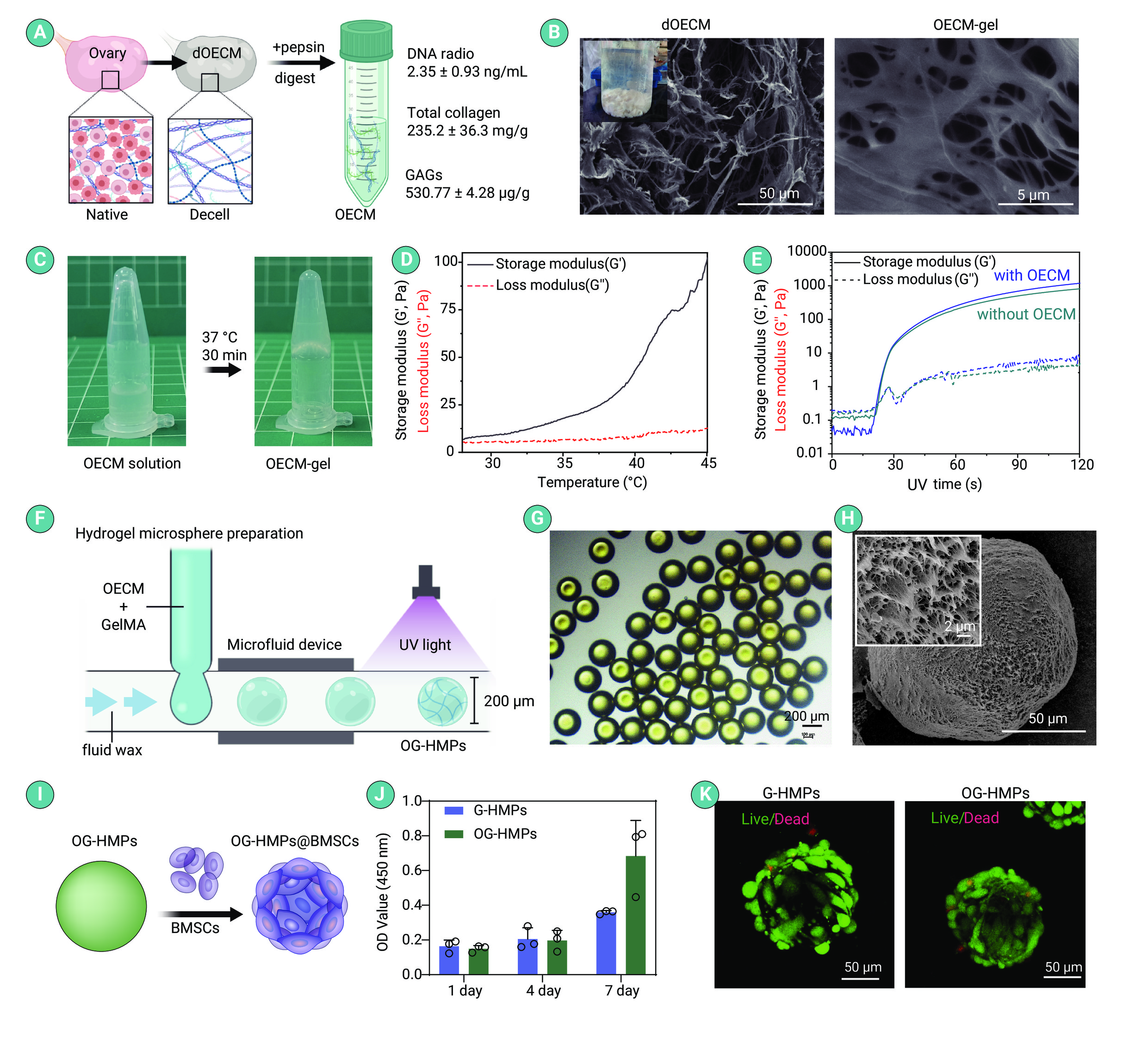 Ovarian extracellular matrix hydrogel microspheres increase the ...