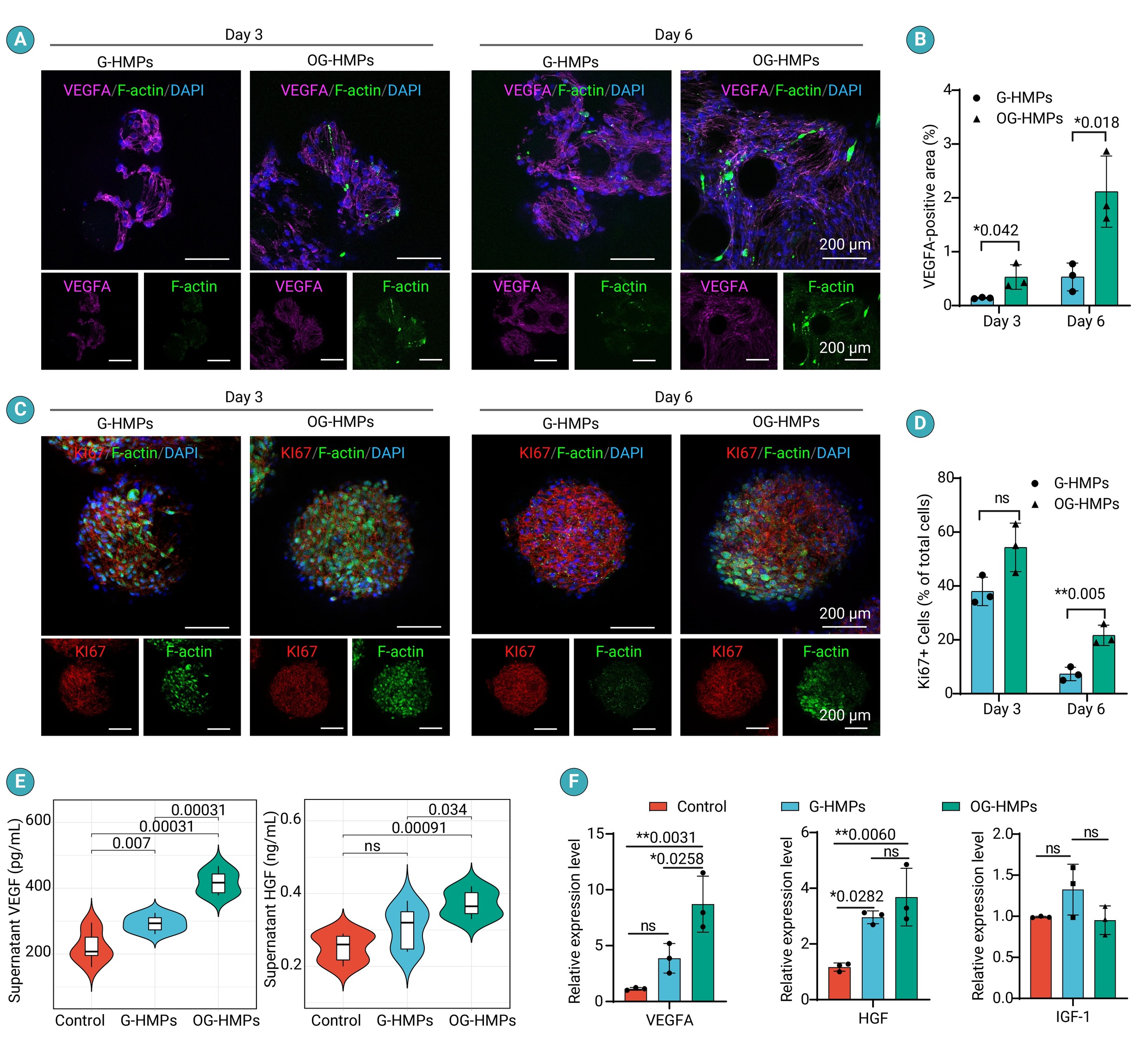 Ovarian extracellular matrix hydrogel microspheres increase the ...