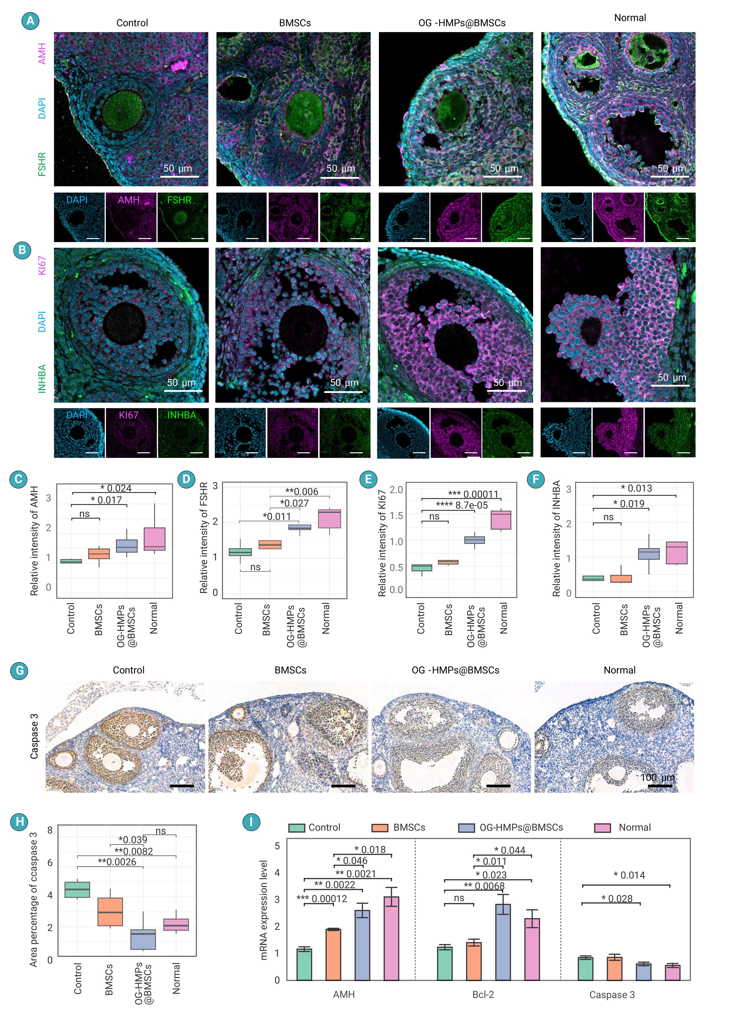 Ovarian extracellular matrix hydrogel microspheres increase the ...
