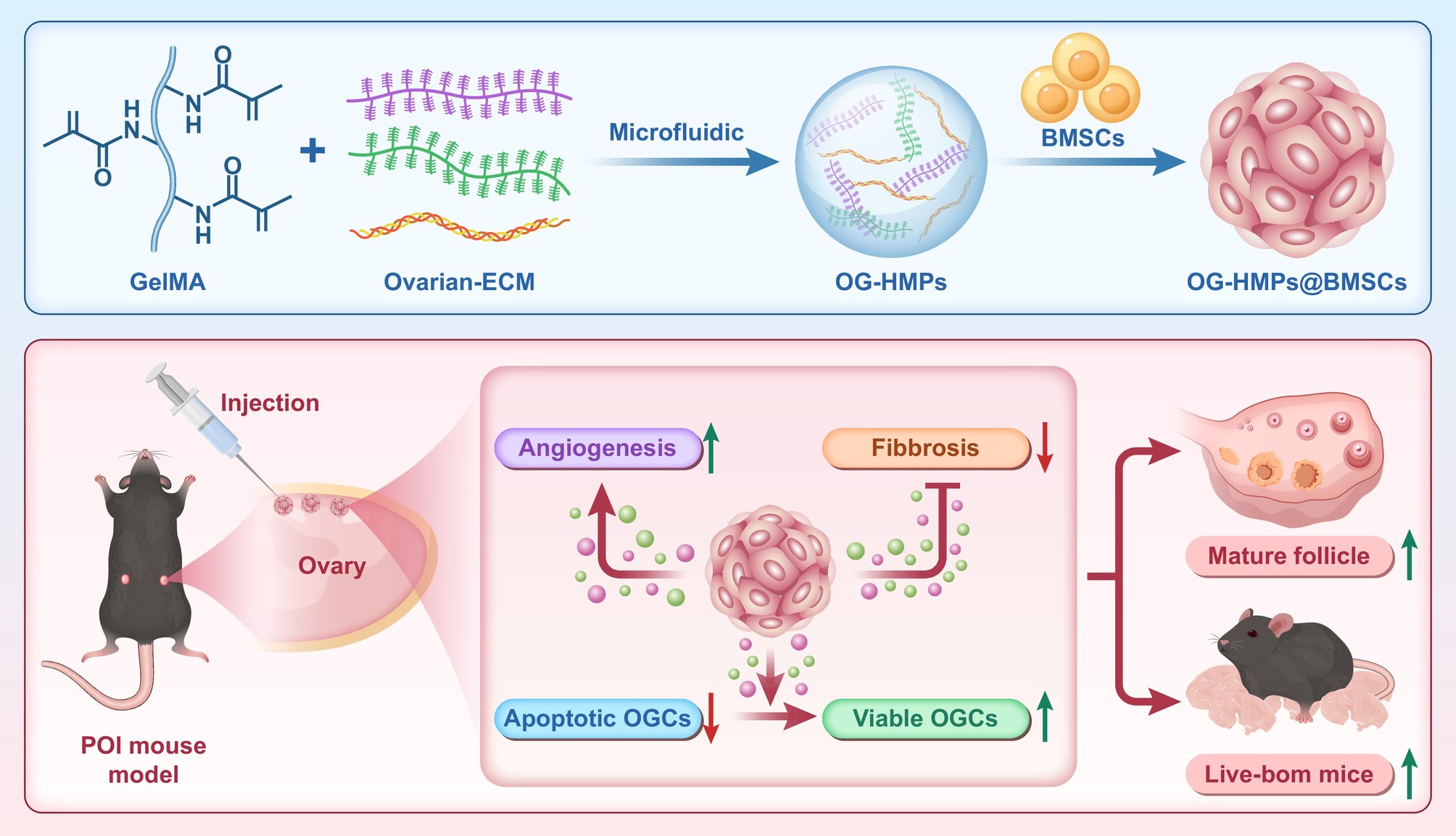 Ovarian extracellular matrix hydrogel microspheres increase the ...