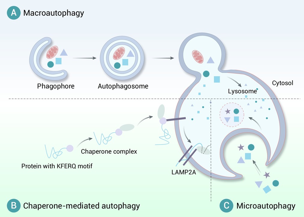 Autophagy: A double-edged sword in drug addiction
