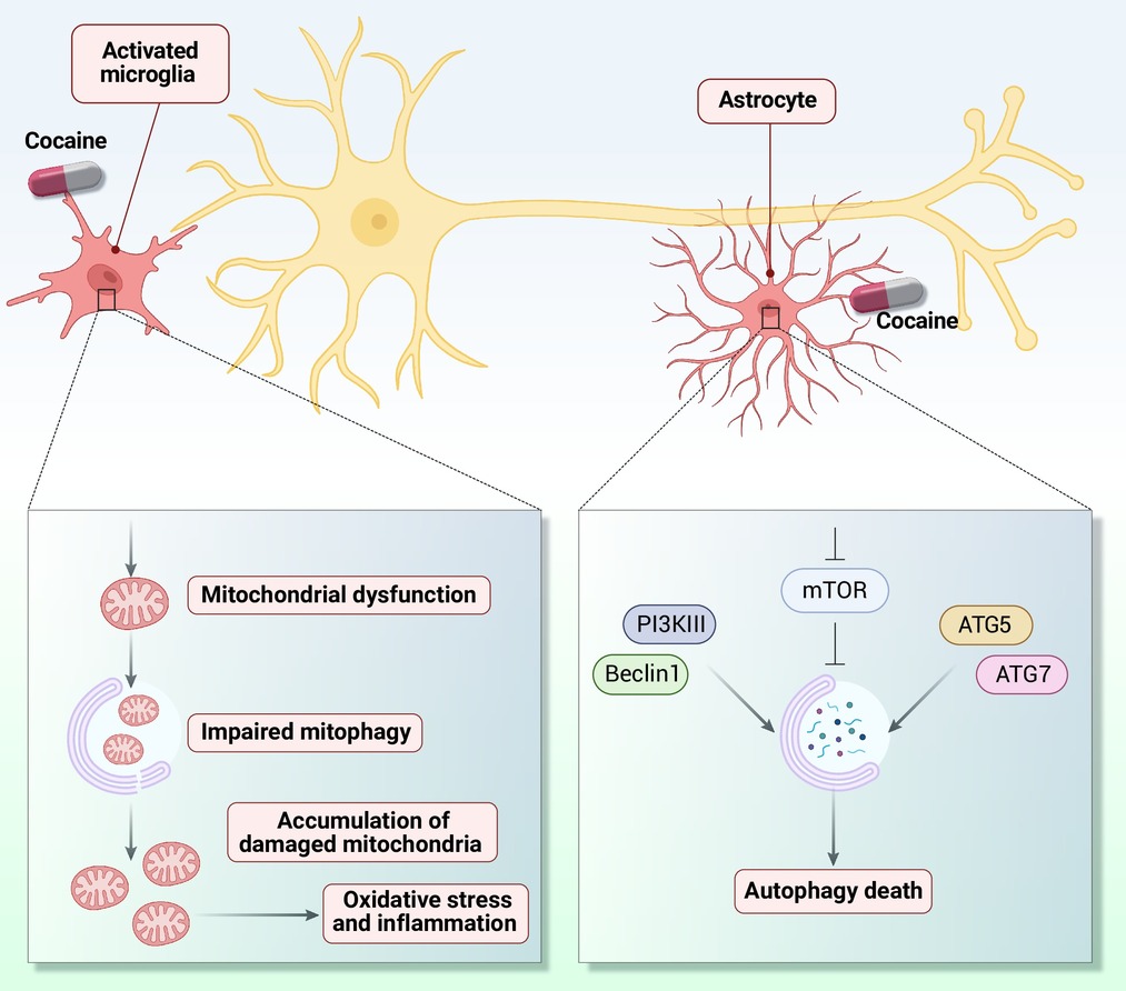 Autophagy: A double-edged sword in drug addiction