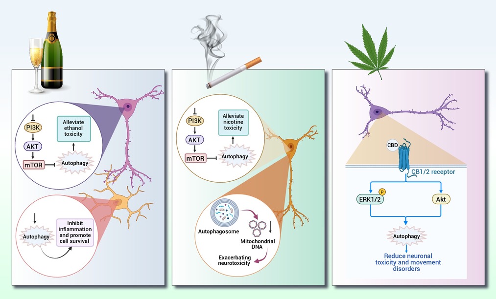 Autophagy: A double-edged sword in drug addiction