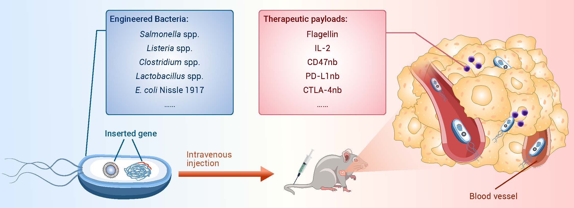 The role of extratumoral and intratumoral microorganisms in cancer ...