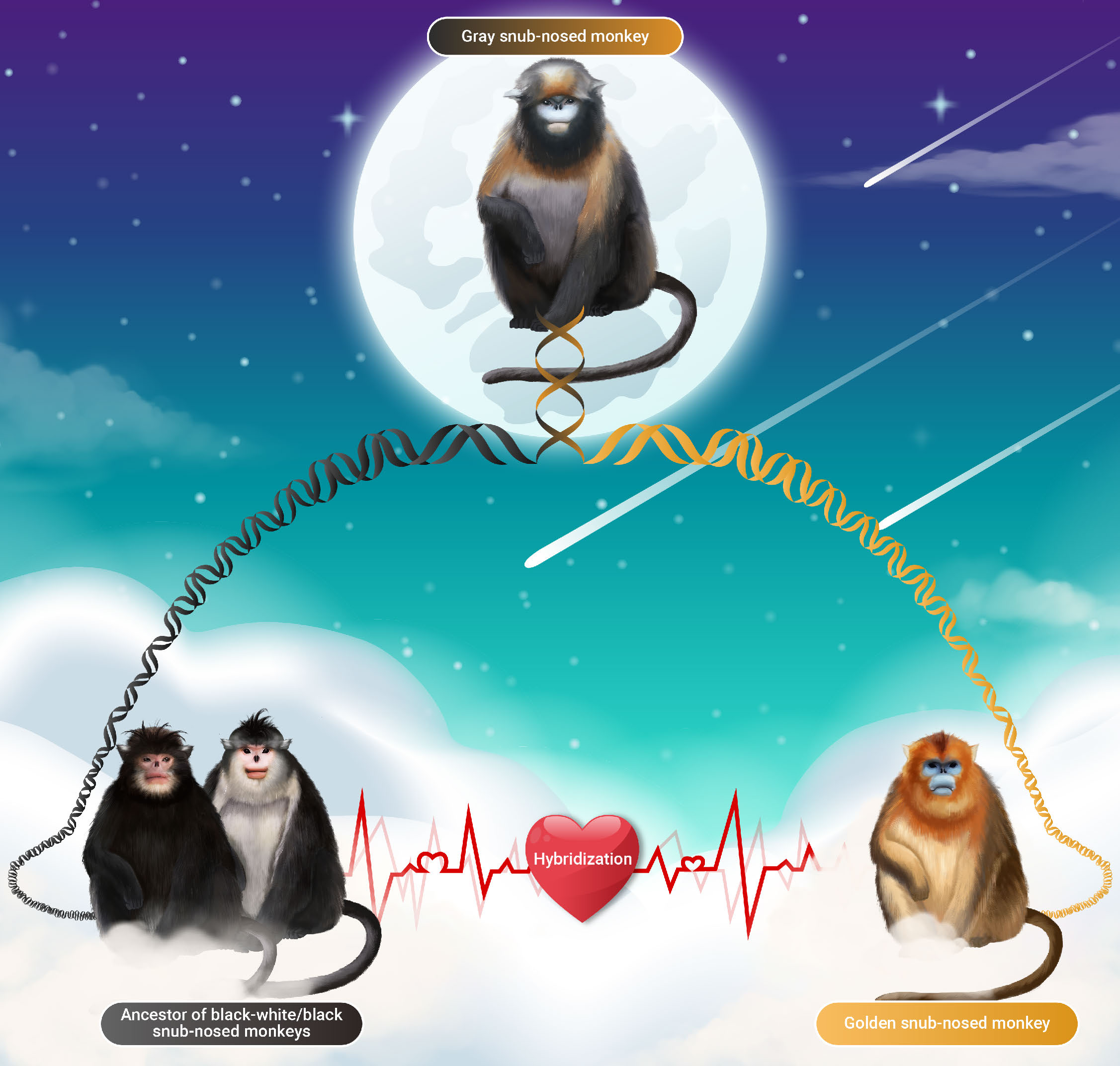 The role of hybrid speciation in mammalian evolution