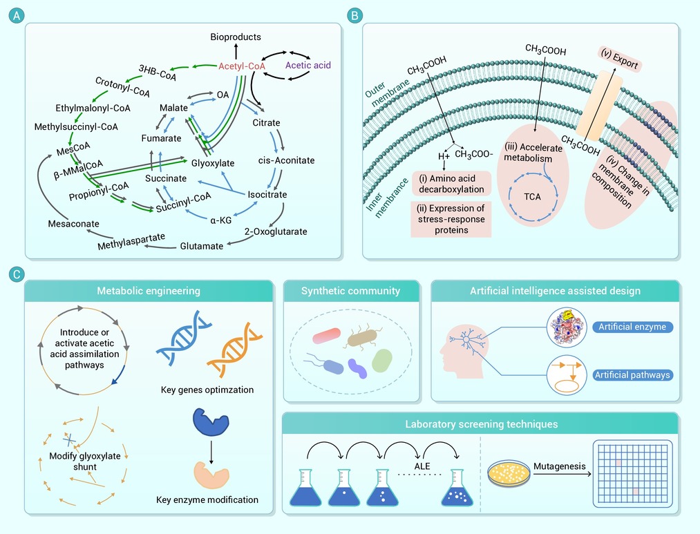 Microbial carbon utilization for a sustainable future