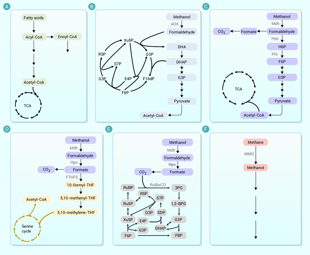 Microbial carbon utilization for a sustainable future