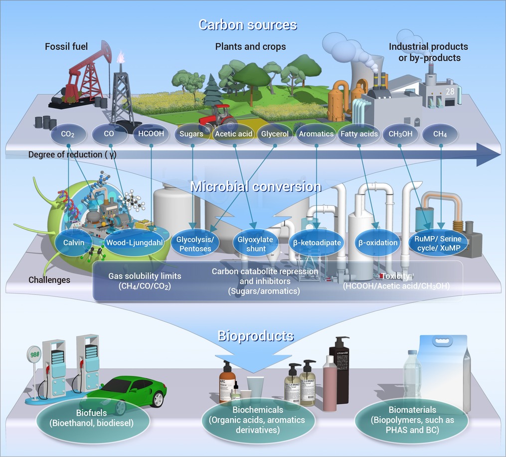 Microbial carbon utilization for a sustainable future