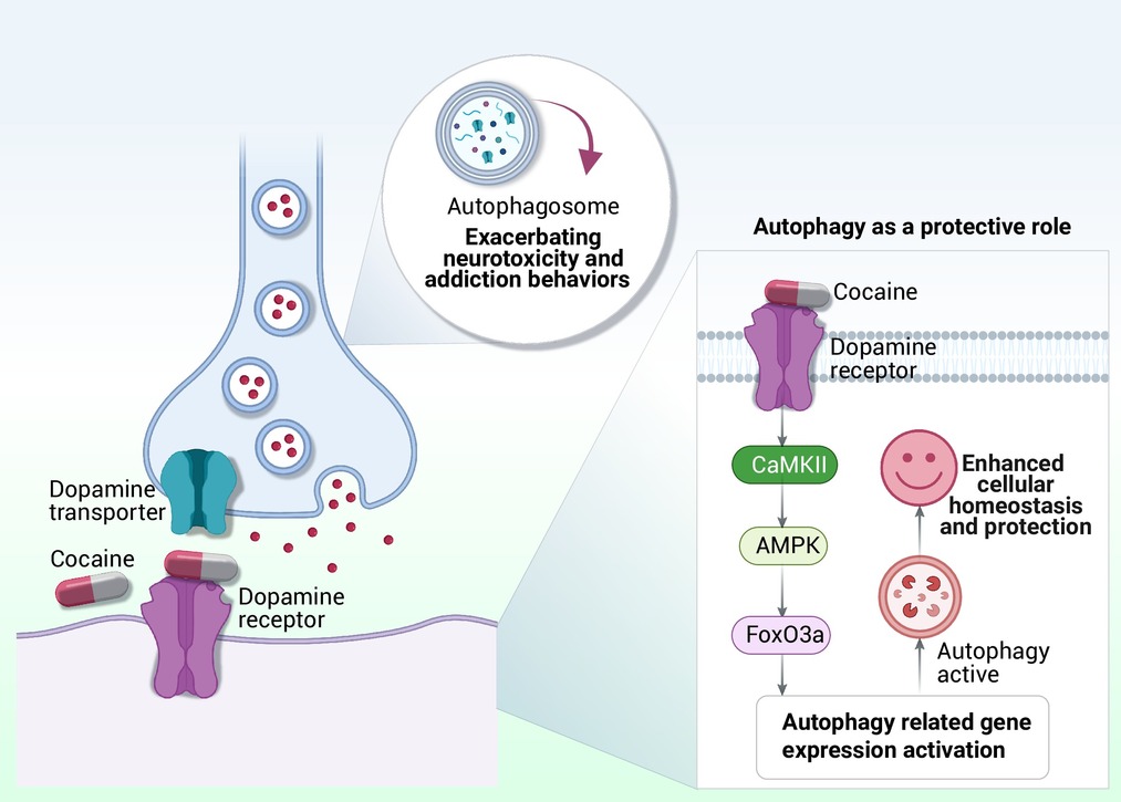 Autophagy: A double-edged sword in drug addiction