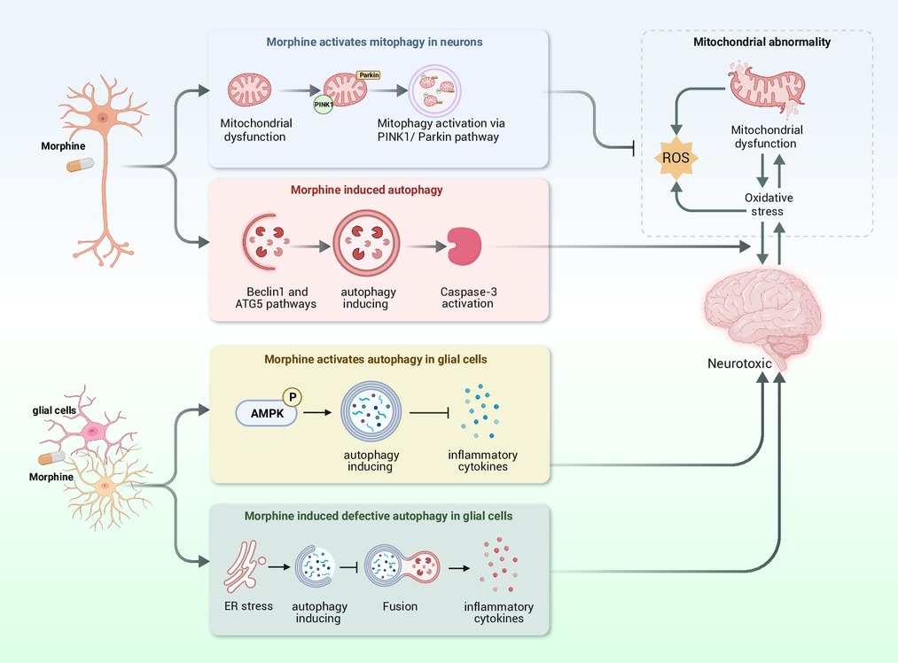 Autophagy: A double-edged sword in drug addiction