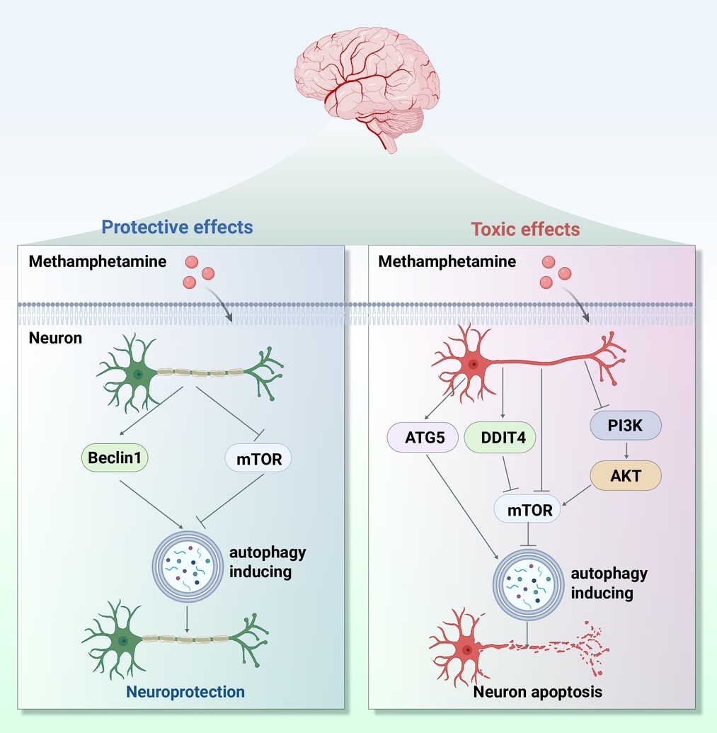 Autophagy: A double-edged sword in drug addiction