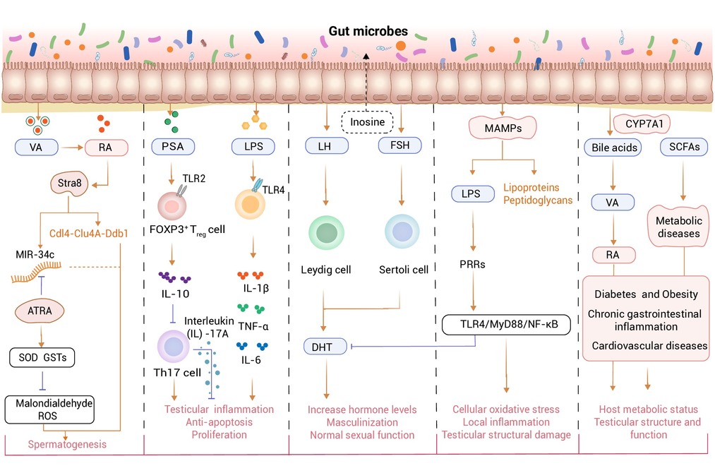Gut-microbiota-testis axis: The mechanism of gut microbiota regulating ...