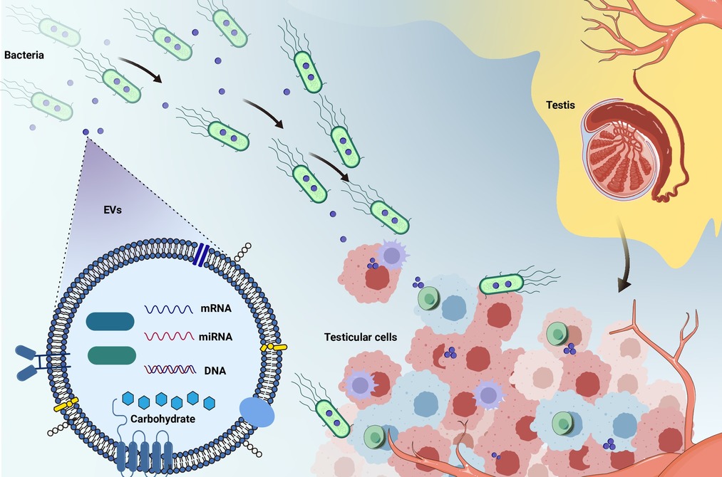 Gut-microbiota-testis axis: The mechanism of gut microbiota regulating ...