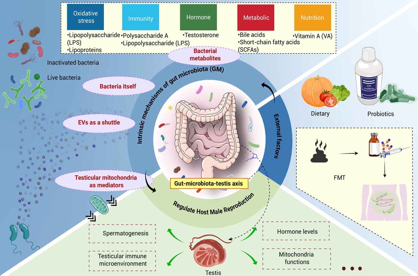 Gut-microbiota-testis axis: The mechanism of gut microbiota regulating ...
