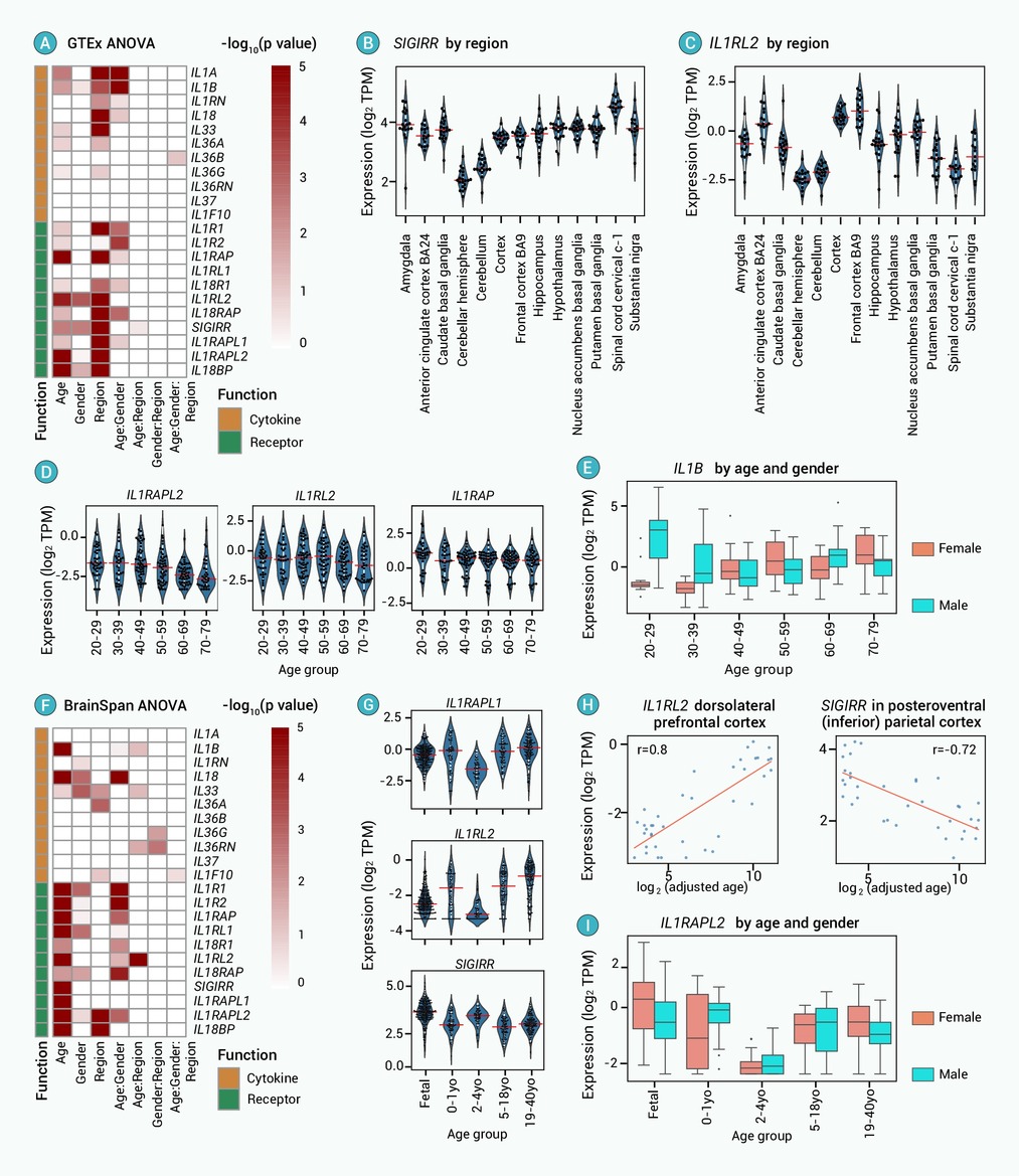 Expression dynamics of IL-1 family genes in the healthy human brain ...