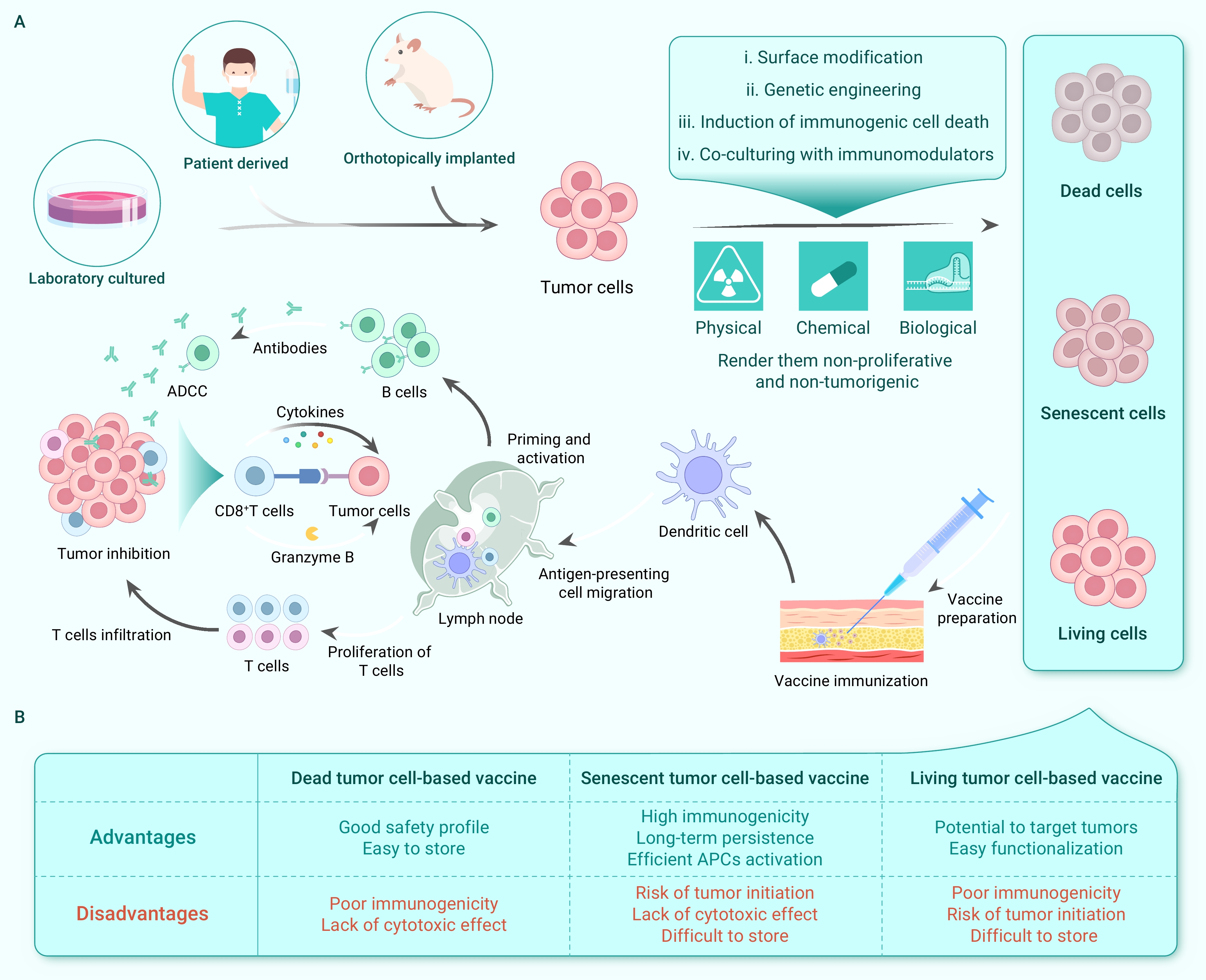 Harnessing whole tumor cells for tumor immunotherapy
